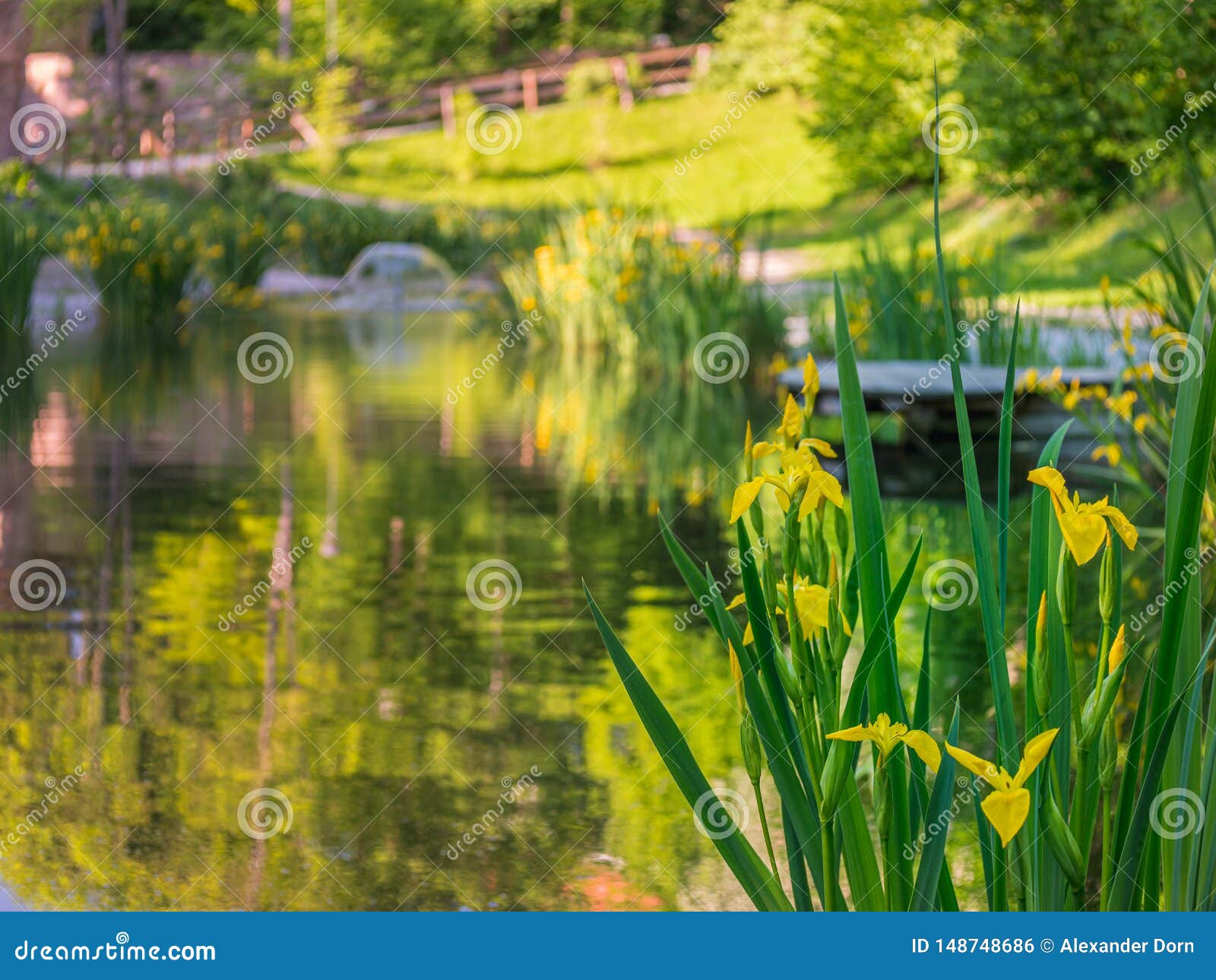 Image of Fresh Flowers at a Pond Stock Photo - Image of flowers, color ...