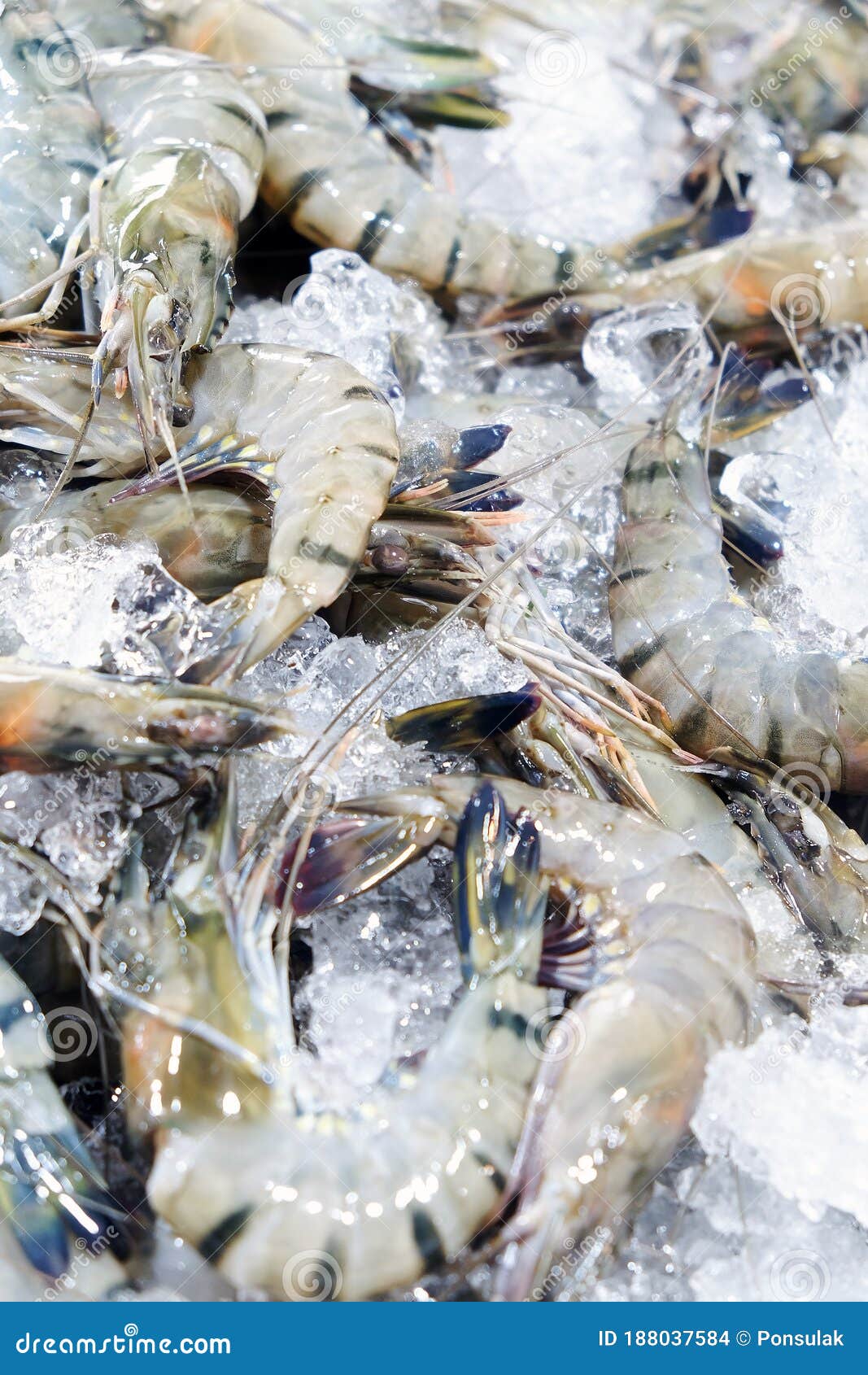 Fresh Prawn at Seafood Market Stock Photo - Image of color, agriculture ...