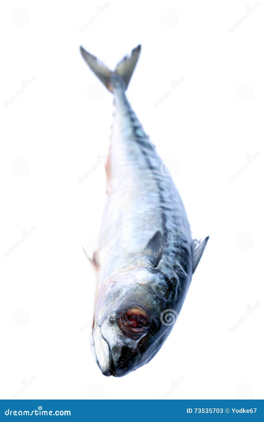 Image of fresh saba fish stock image. Image of diet, asia - 73535703