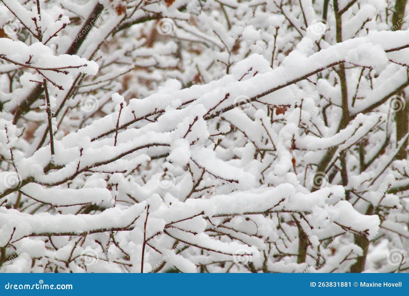 Fresh snow on trees stock image. Image of landscapes - 263831881
