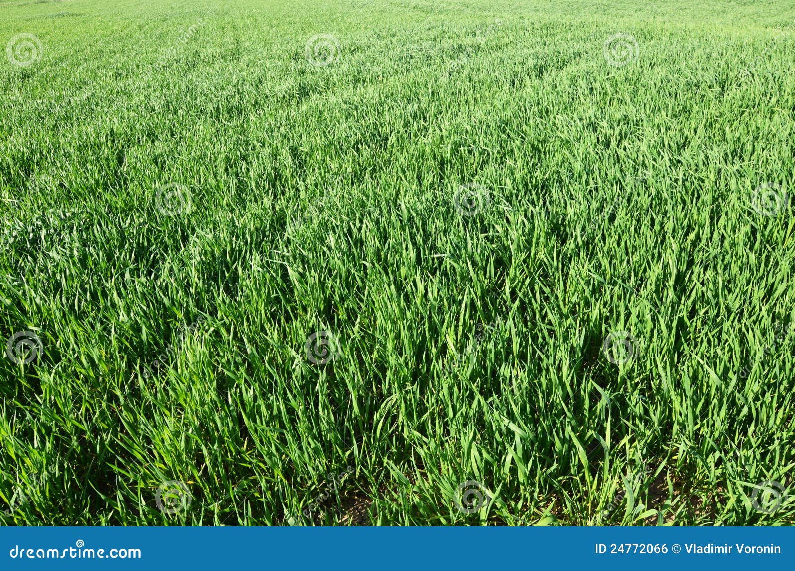 Image of Fresh Spring Green Grass Stock Photo - Image of natural, fresh ...