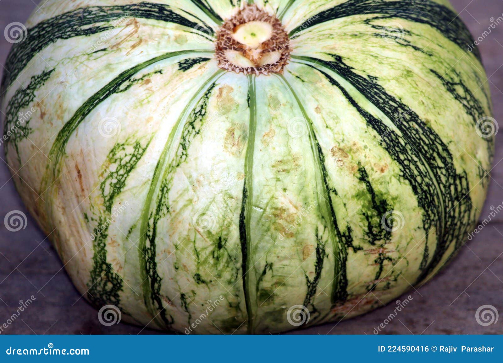 Fresh Vegetable Green and White Pumpkin Stock Photo - Image of food ...