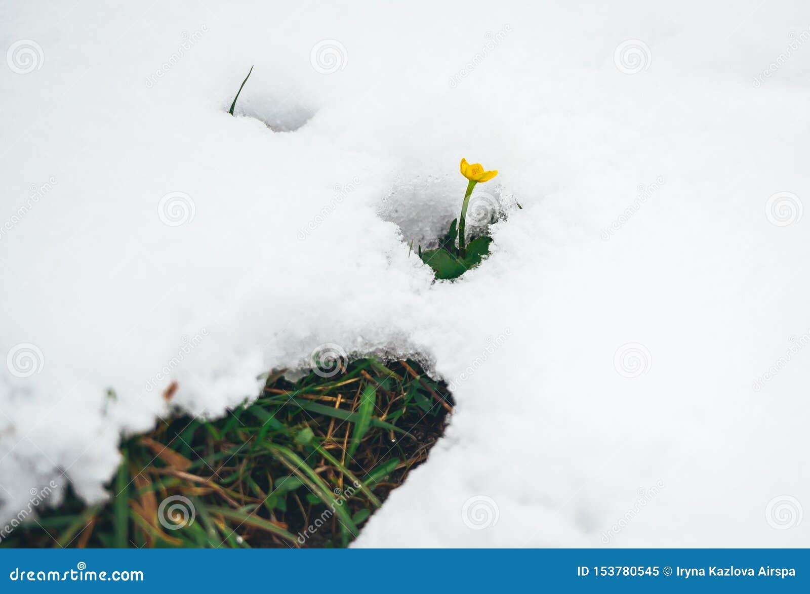 Image of Fresh Yellow Crocus in the Snow Melting Stock Image - Image of ...