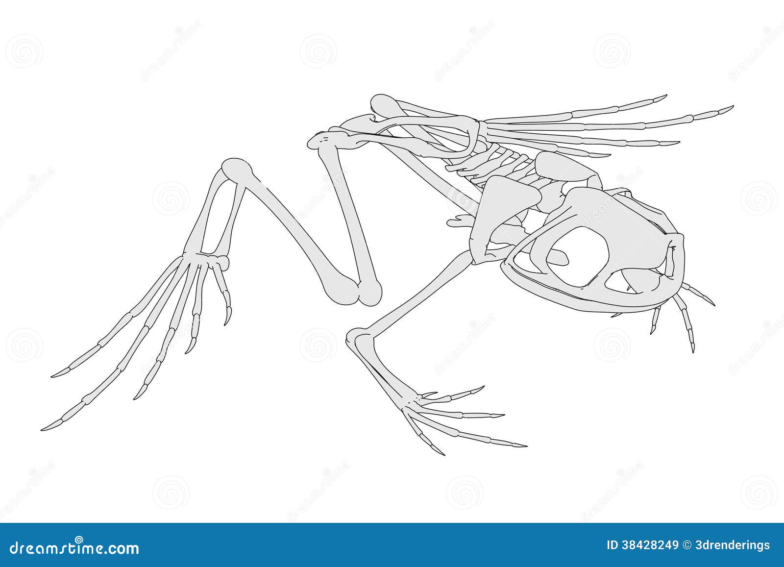 Image of frog skeleton stock illustration. Illustration of toon - 38428249