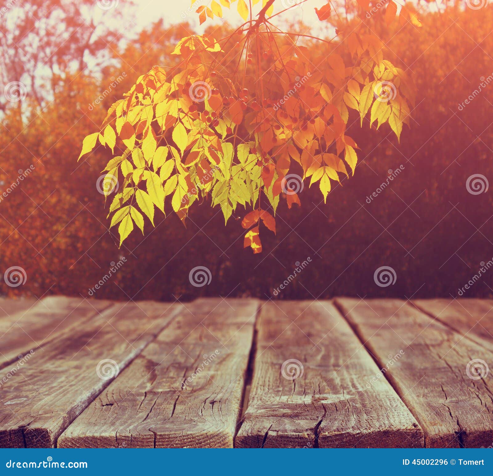 Image of Front Rustic Wood Boards and Background of Fall Leaves in ...