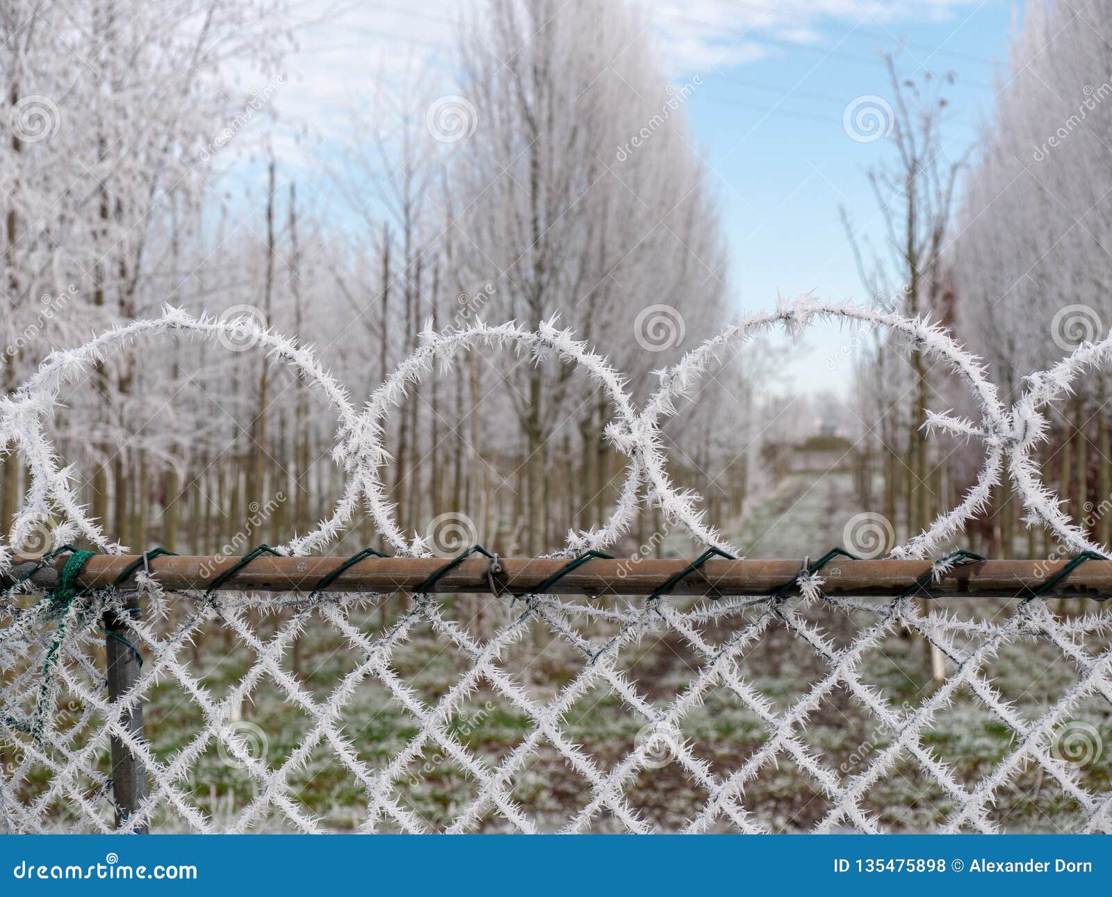 Image of Frozen Barbed Wire in the Winter Stock Photo - Image of brush ...