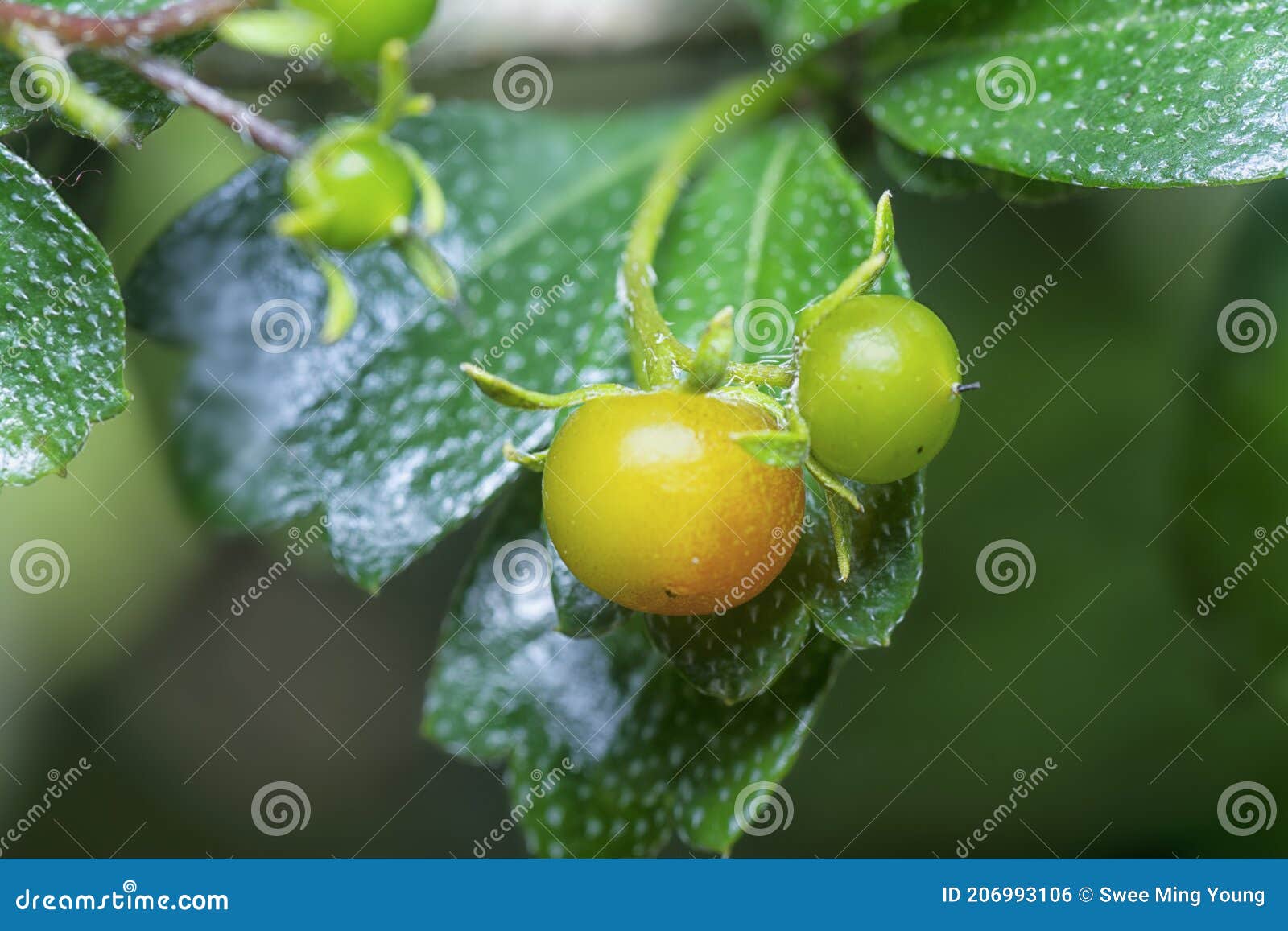 Fruit and Flora of the Murraya Paniculata Bushy Plant Stock Photo ...