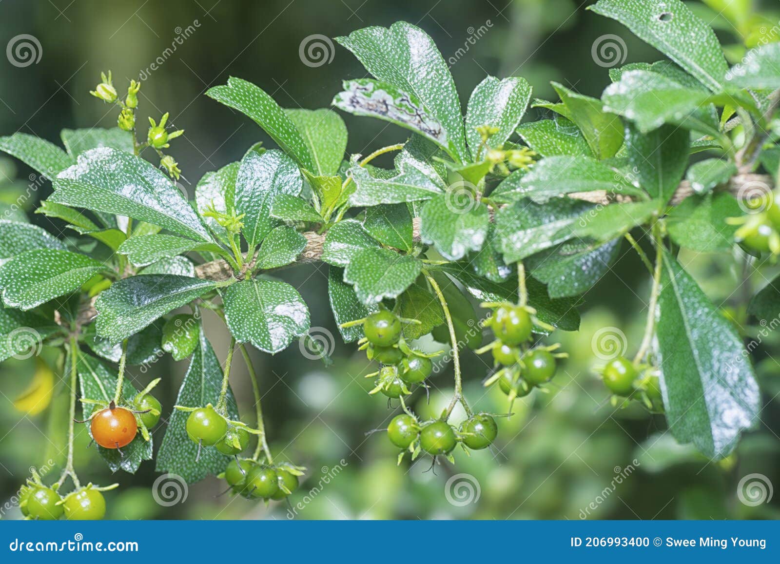 Fruit and Flora of the Murraya Paniculata Bushy Plant Stock Photo ...