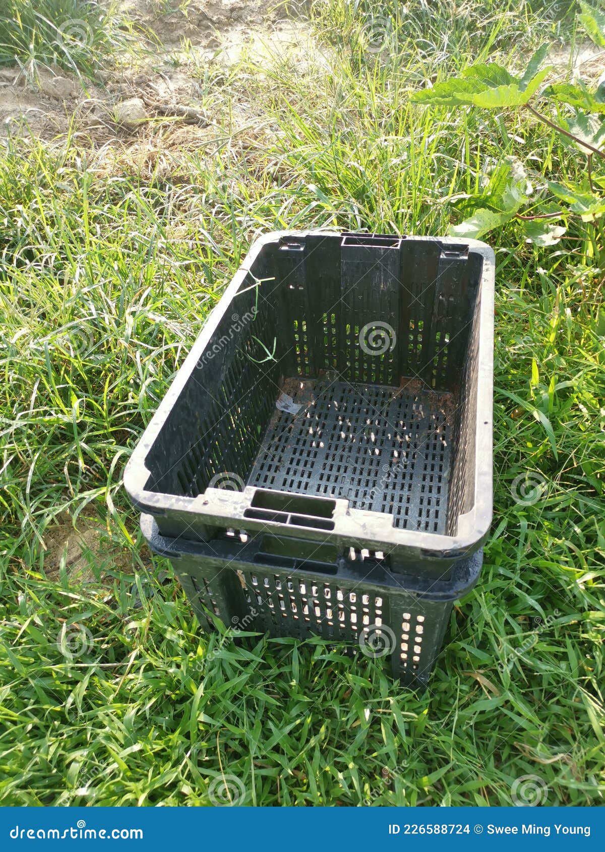Fruit and Vegetable HDPE Plastic Crate at the Farm Stock Photo - Image ...