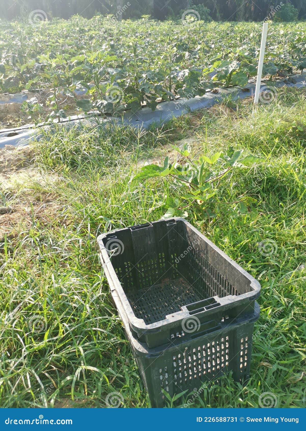 Fruit and Vegetable HDPE Plastic Crate at the Farm Stock Image - Image ...