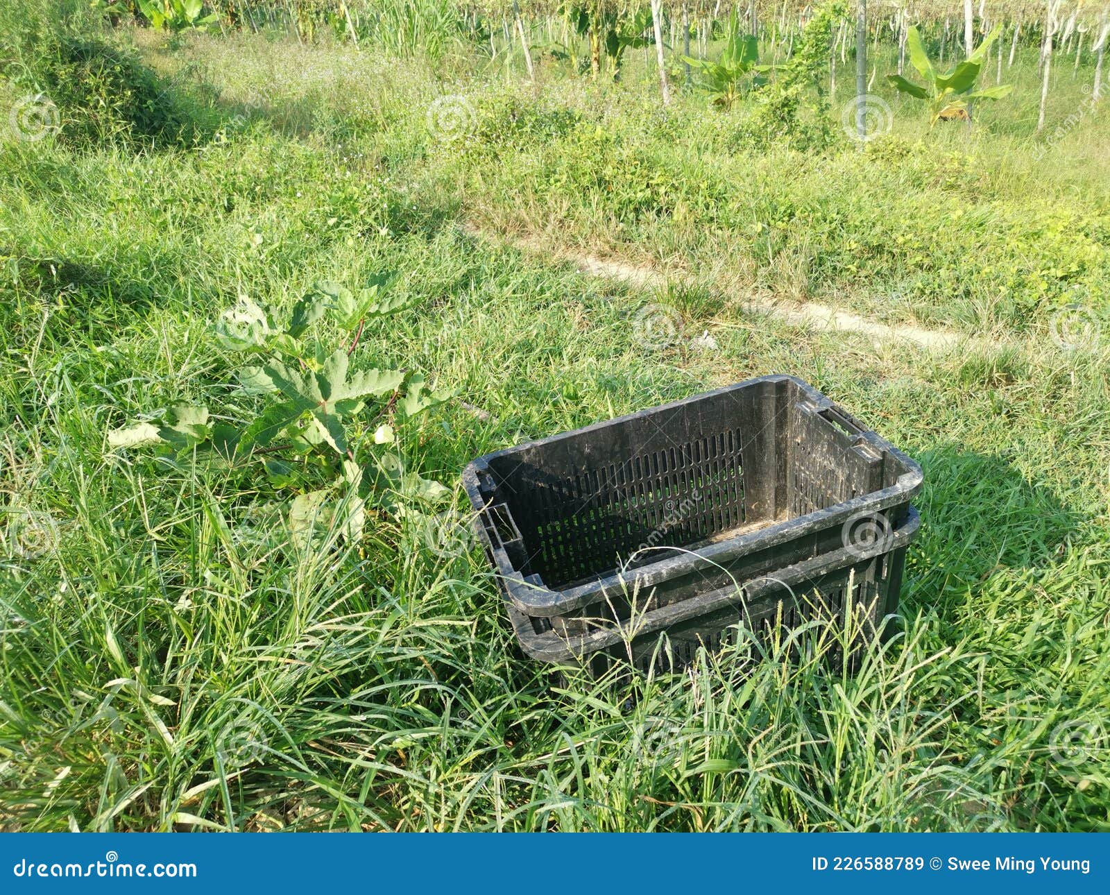 Fruit and Vegetable HDPE Plastic Crate at the Farm Stock Image - Image ...