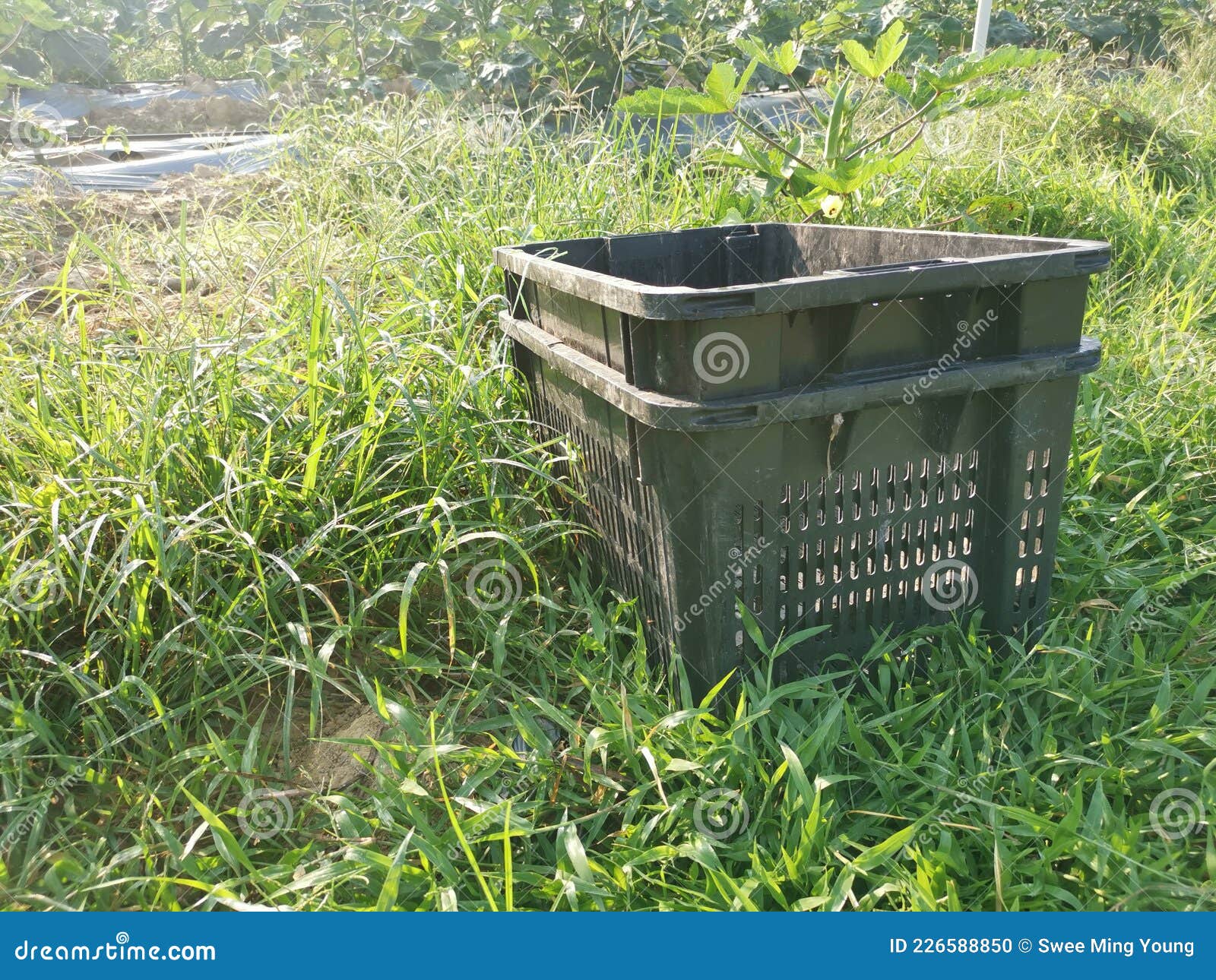 Fruit and Vegetable HDPE Plastic Crate at the Farm Stock Photo - Image ...