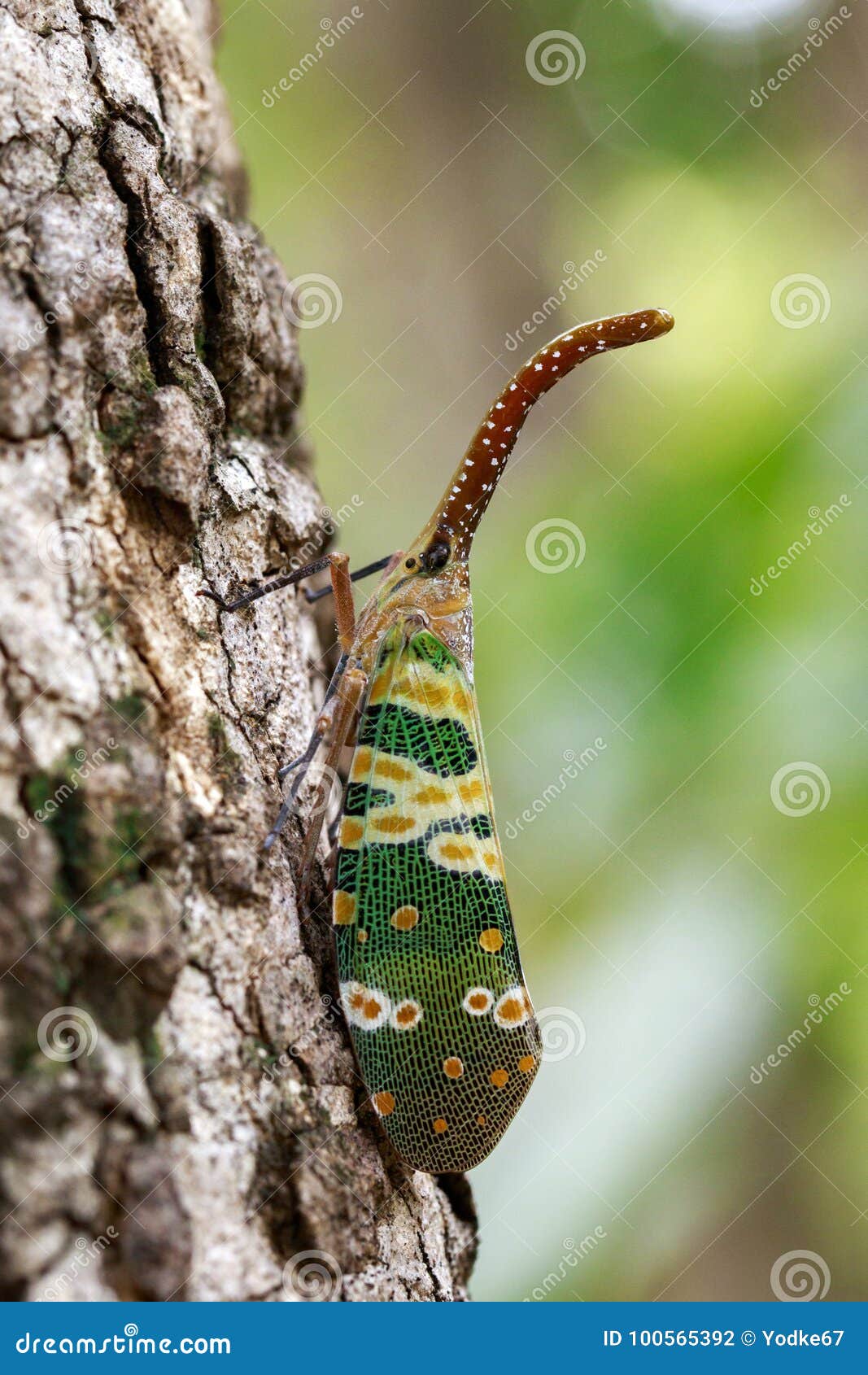 Image of Fulgorid Bug or Lanternfly Pyrops Oculata Stock Photo - Image ...