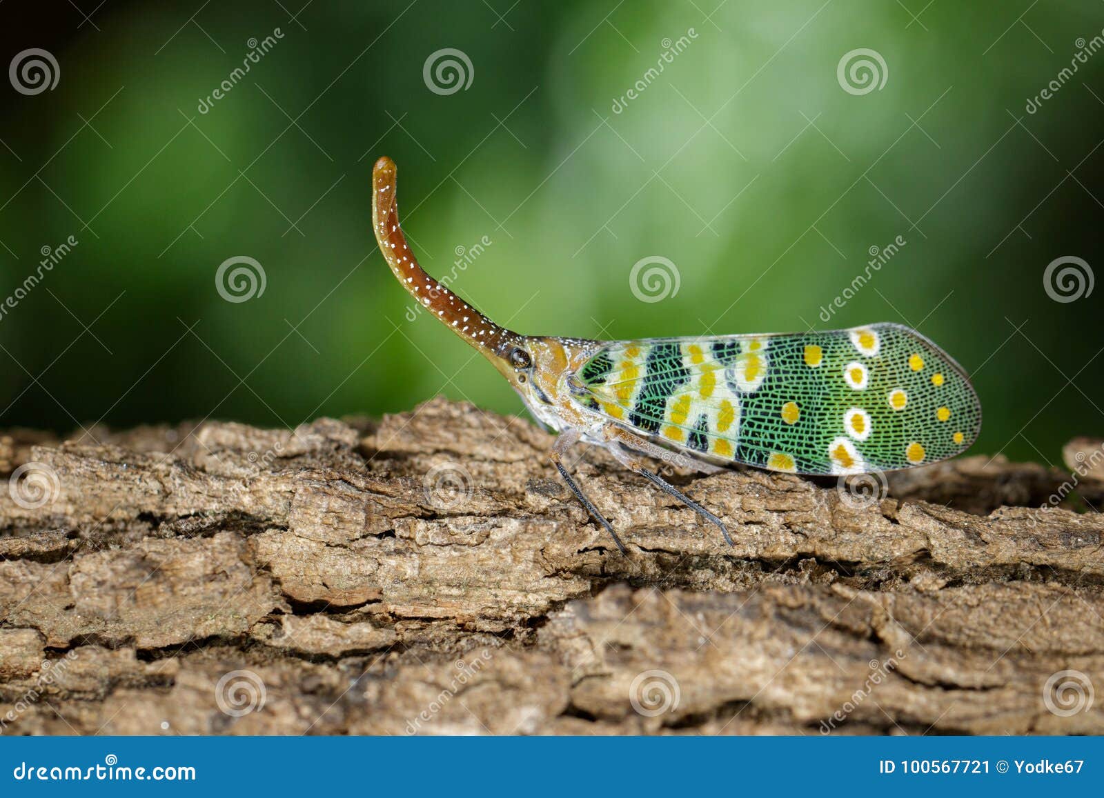Image of Fulgorid Bug or Lanternfly Pyrops Oculata Stock Image - Image ...