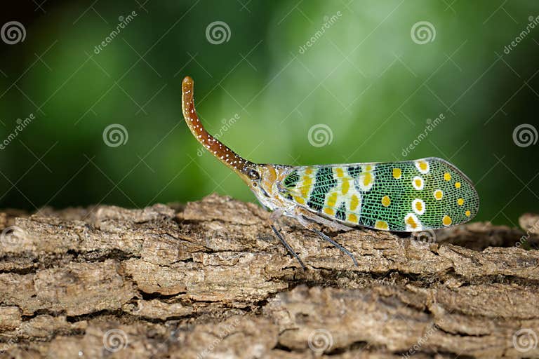 Image of Fulgorid Bug or Lanternfly Pyrops Oculata Stock Image - Image ...