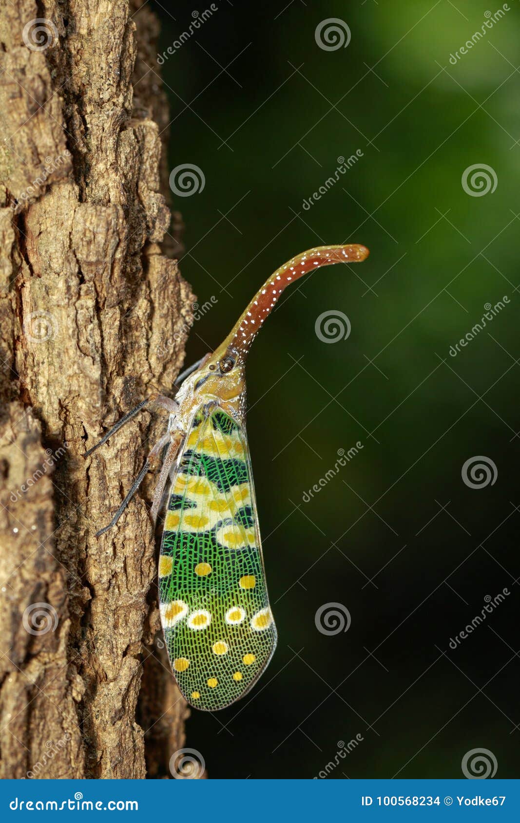 Insect : Fulgorid Bug, Planthopper, Lanternflies, Pyrops Candelaria ...