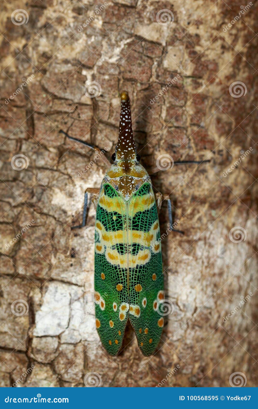 Image of Fulgorid Bug or Lanternfly Pyrops Oculata. Stock Image - Image ...