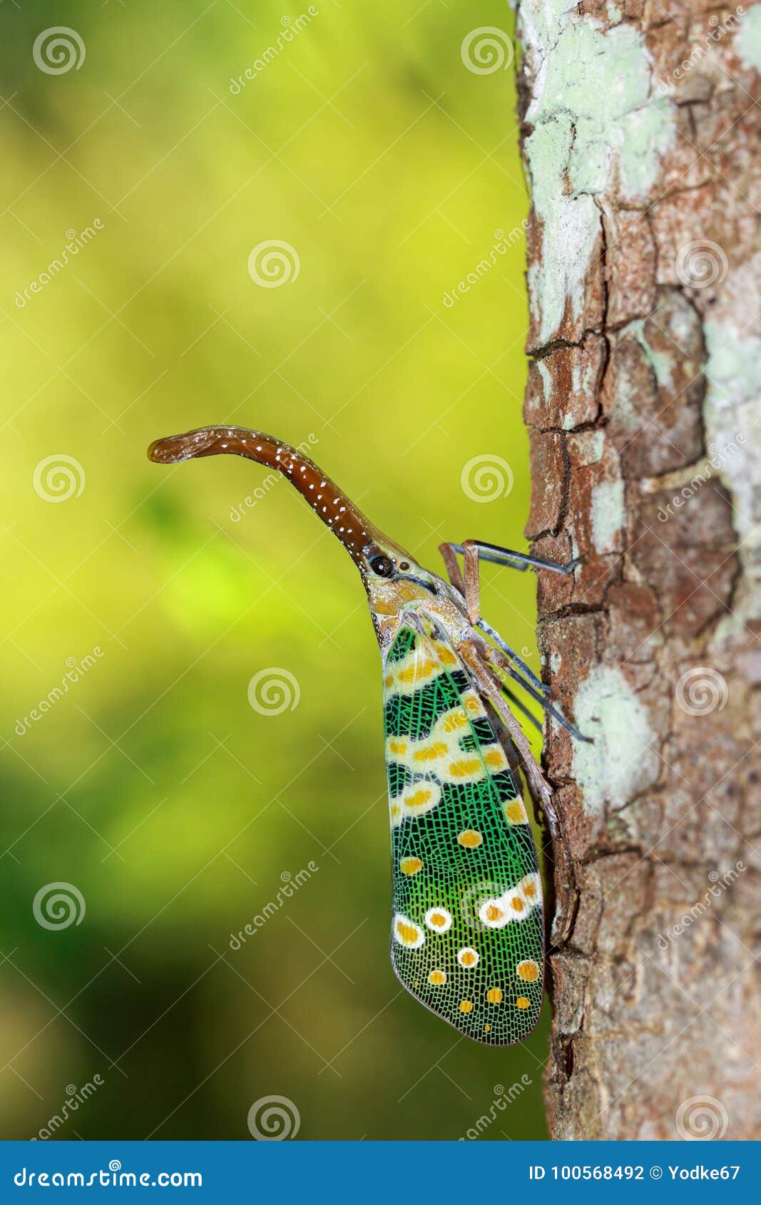 Image of Fulgorid Bug or Lanternfly Pyrops Oculata on Nature B Stock ...