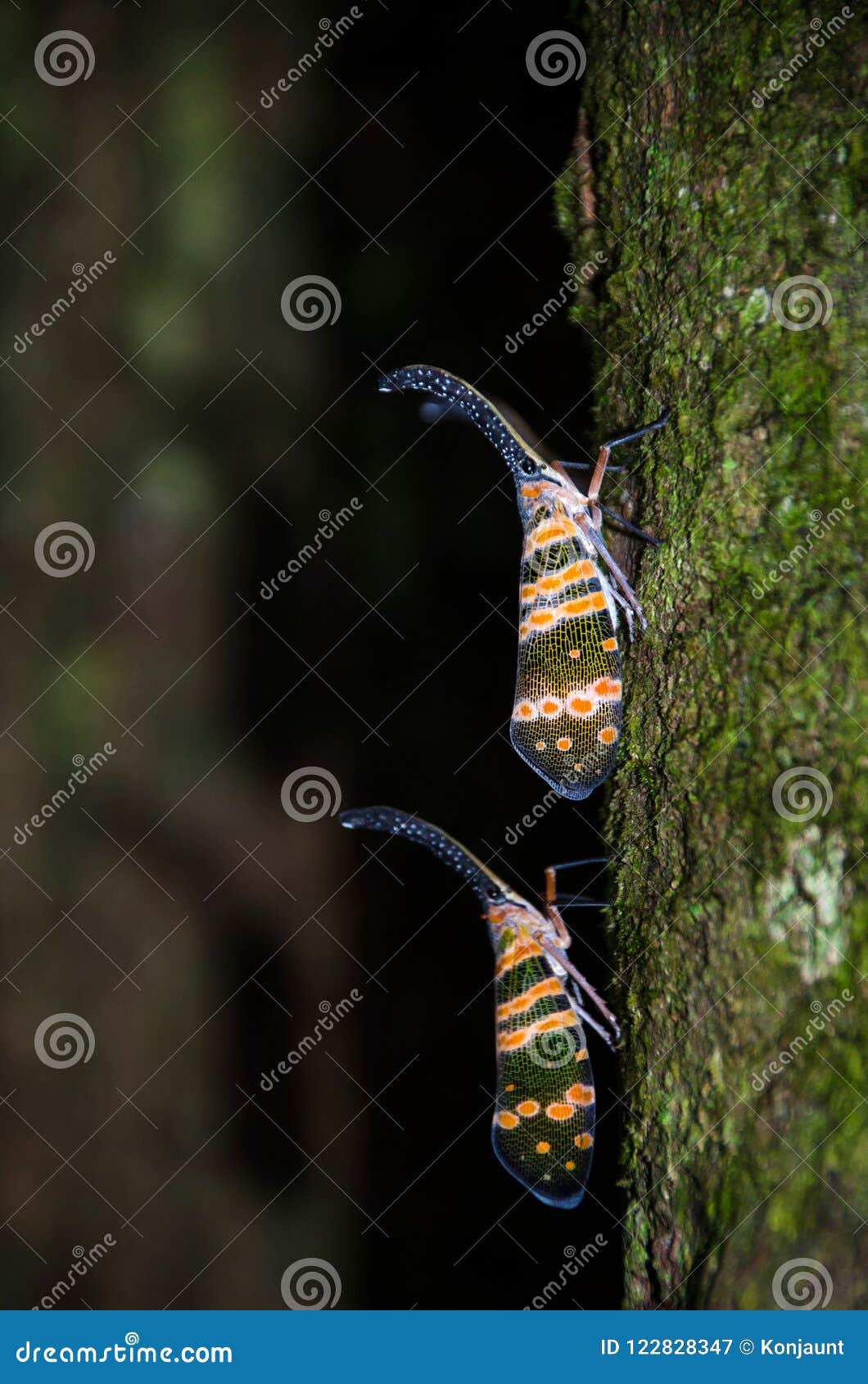 Fulgorid Bug Planthopper in the Nature. Stock Image - Image of fulgorid ...