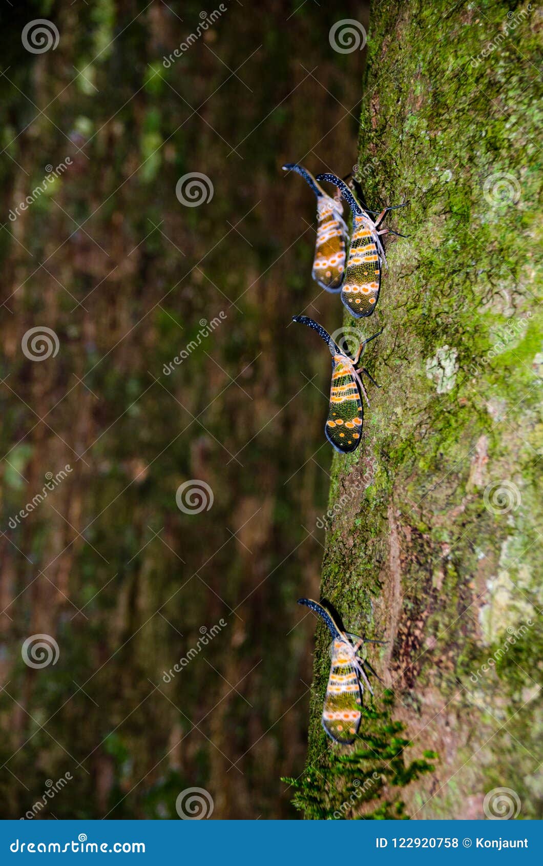 Fulgorid Bug Planthopper in the Nature. Stock Photo - Image of ...