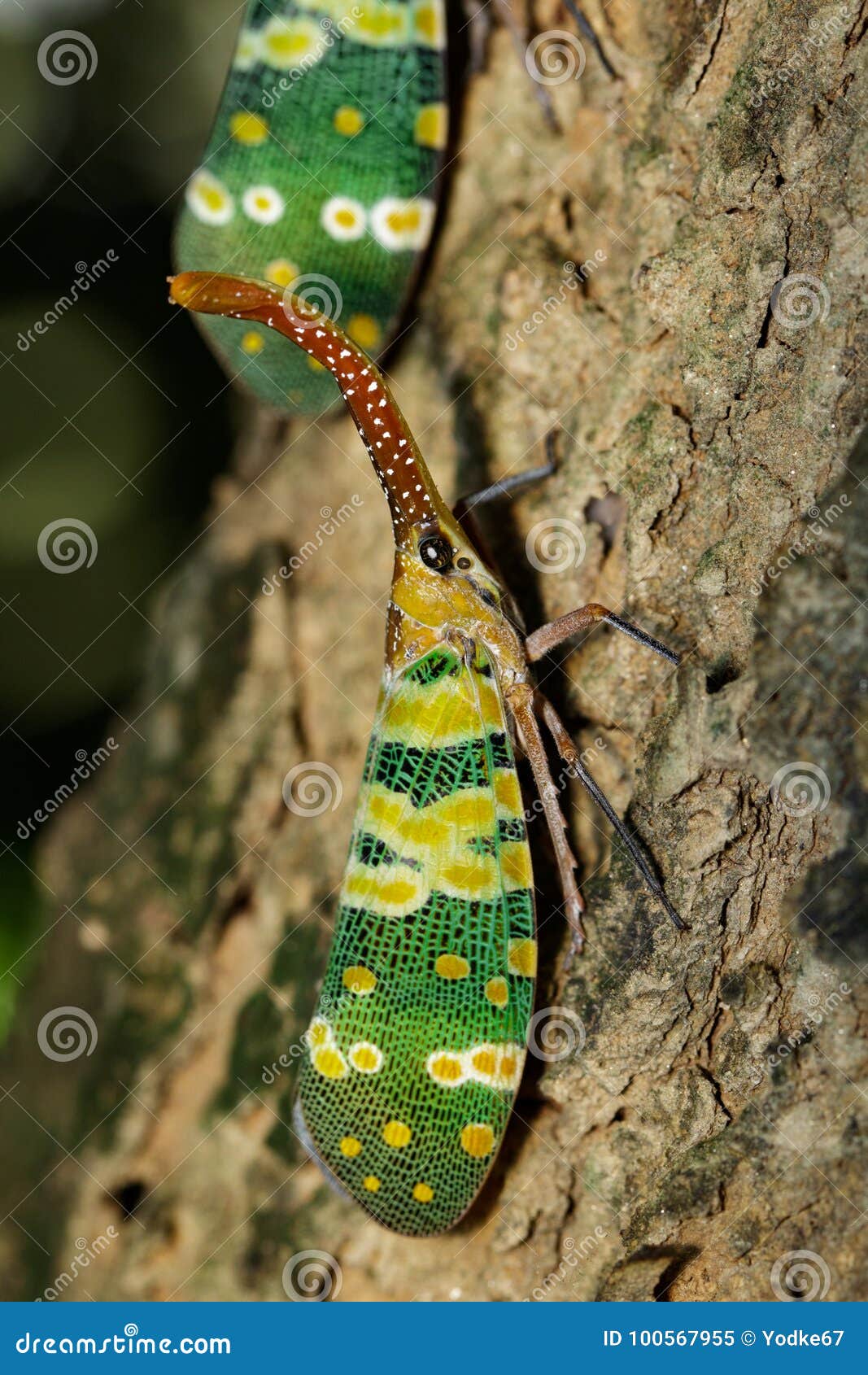 Image of Fulgorid Bug or Lanternfly Pyrops Oculata on Tree. Stock Image ...