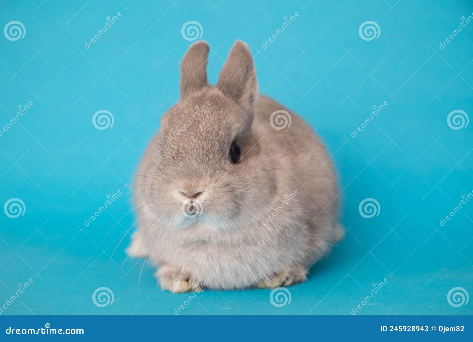Image of a Funny Bunny Rabbit. Stock Image - Image of fluffy, beauty ...