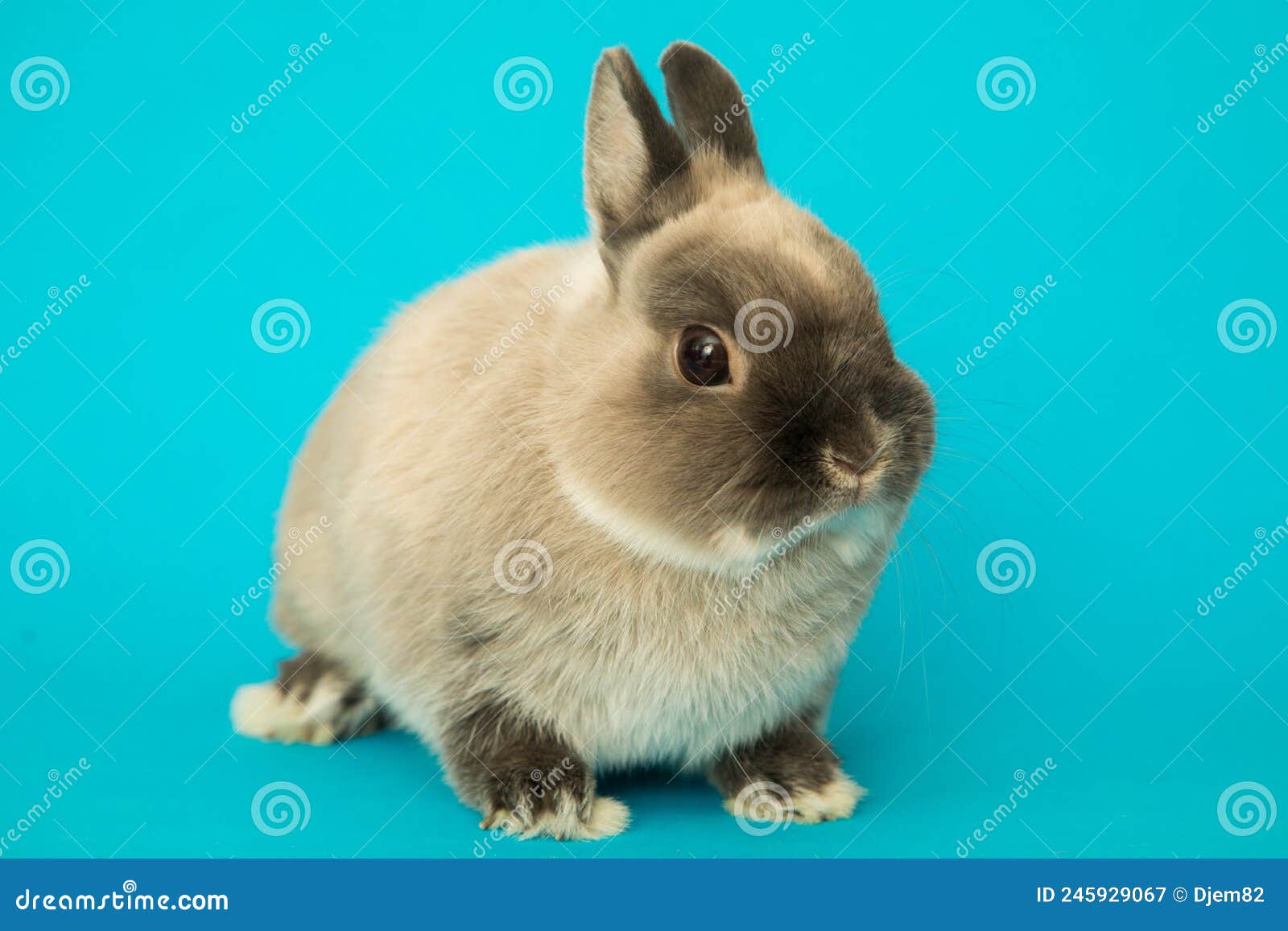 Image of a Funny Bunny Rabbit. Stock Image - Image of fluffy, furry ...