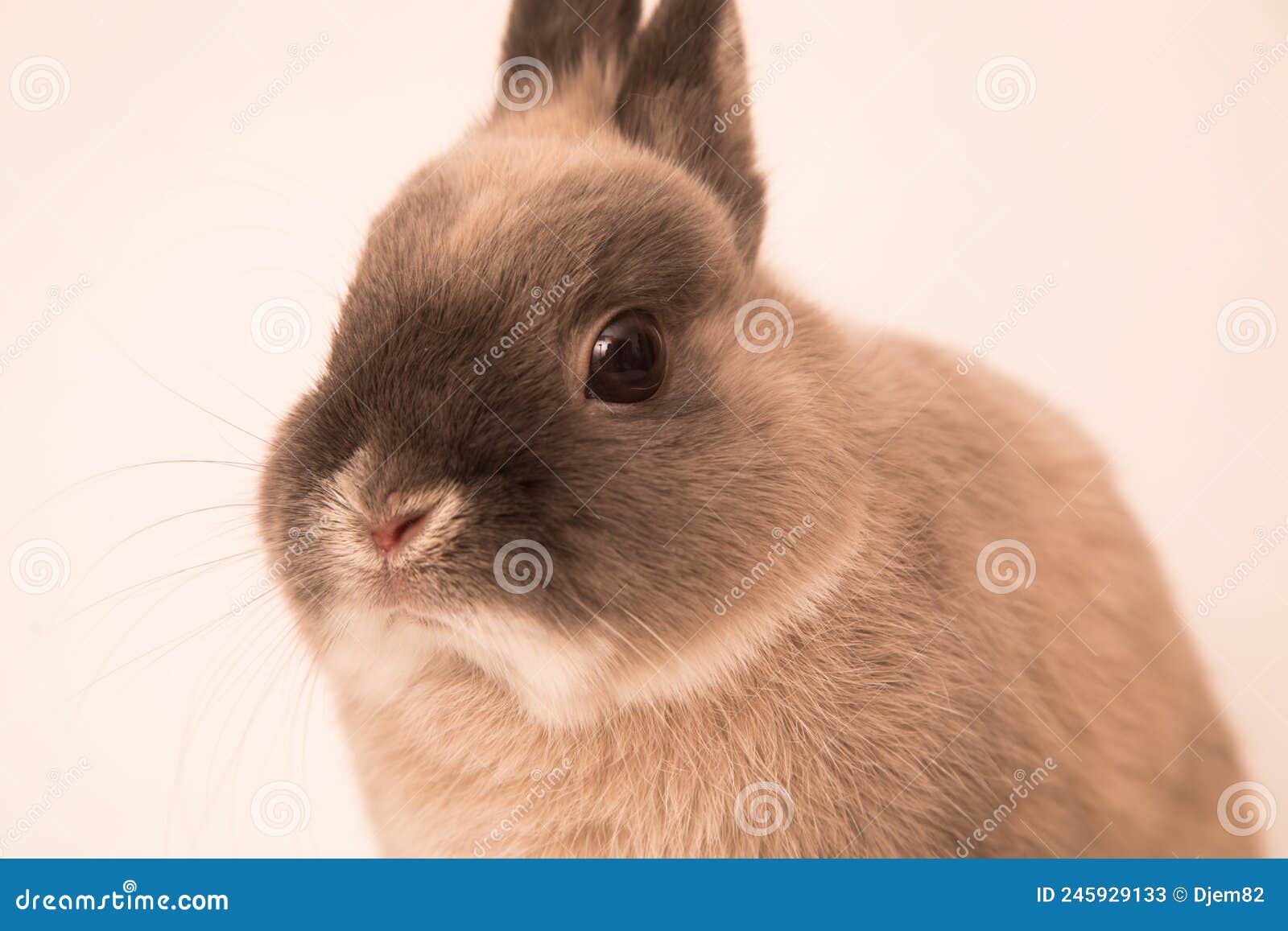 Image of a Funny Bunny Rabbit. Stock Image - Image of pets, white ...