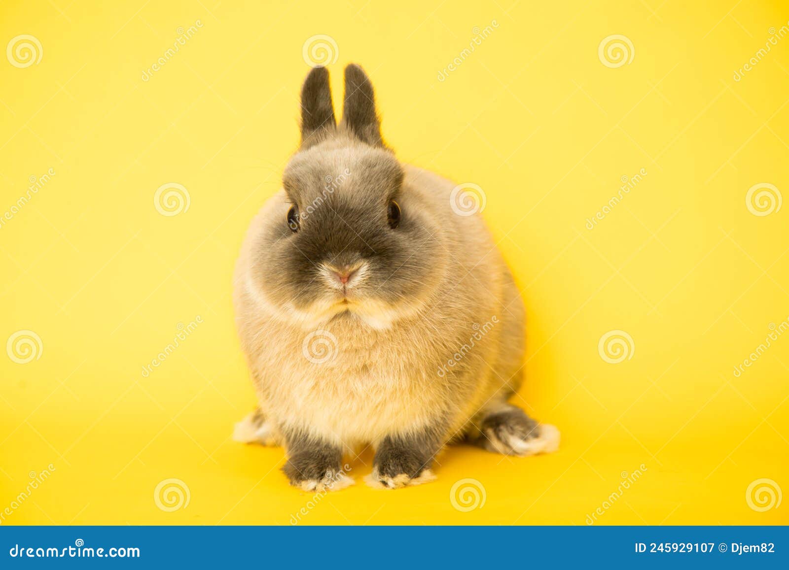 Image of a Funny Bunny Rabbit. Stock Image - Image of young, beauty ...