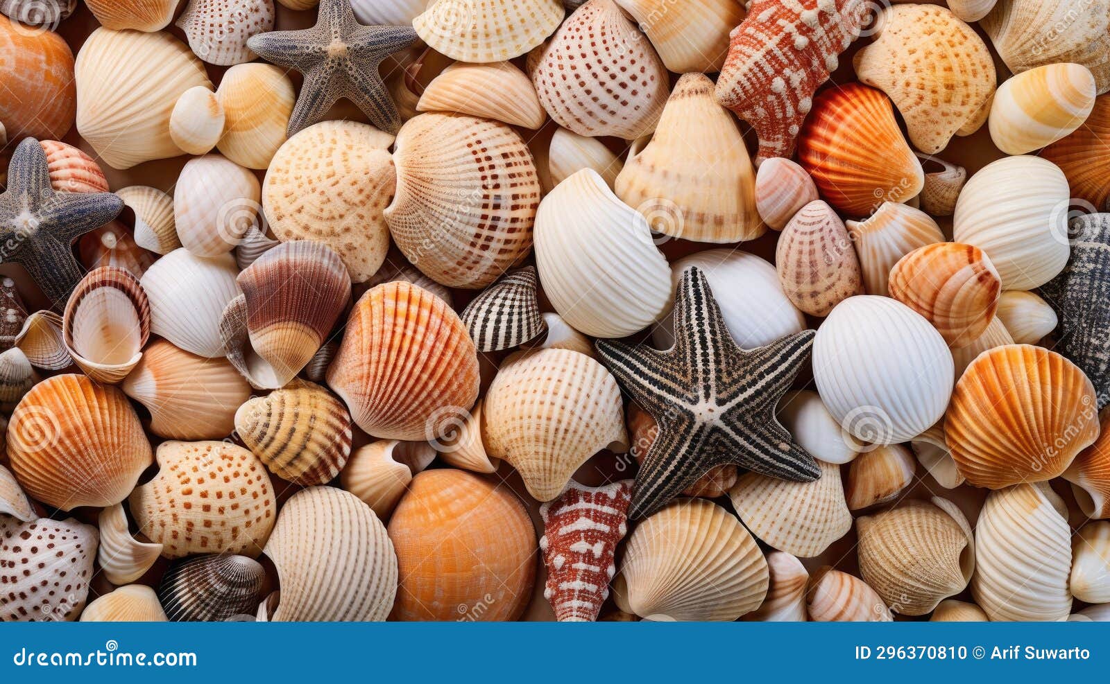 Colorful Seashell Collection on Seafloor, Abundance of Variations Stock ...