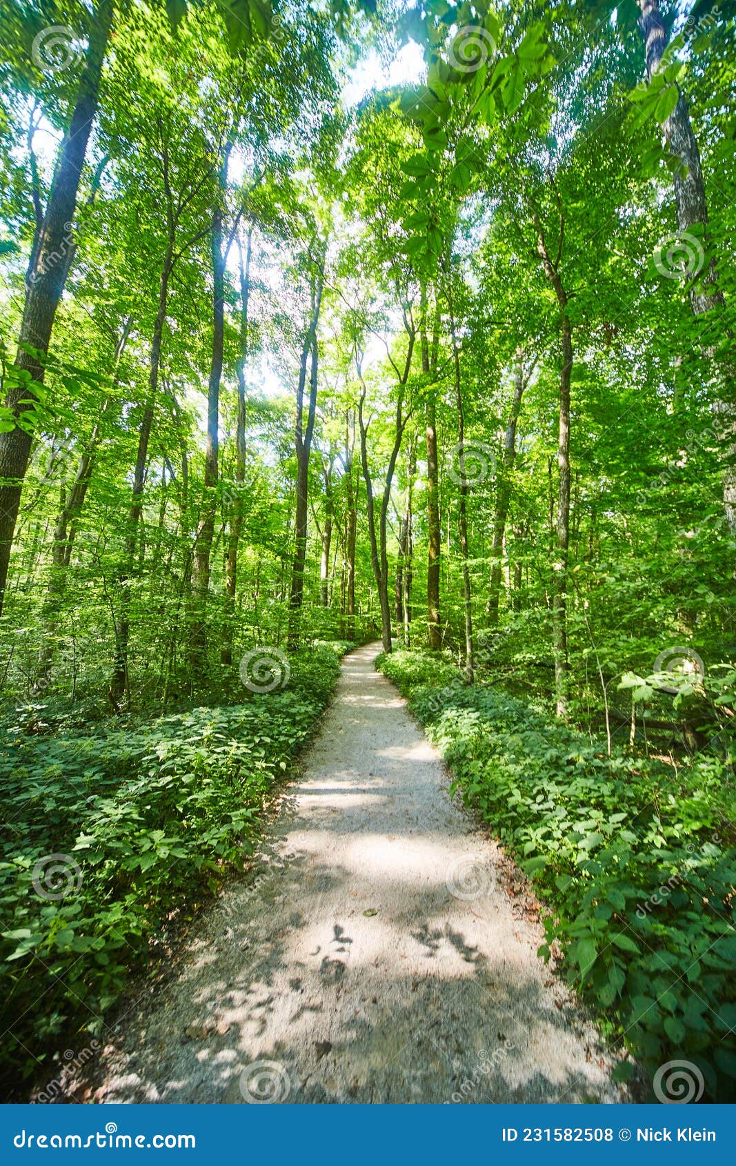 Gently Winding Path in a Green Forest Stock Photo - Image of woods ...