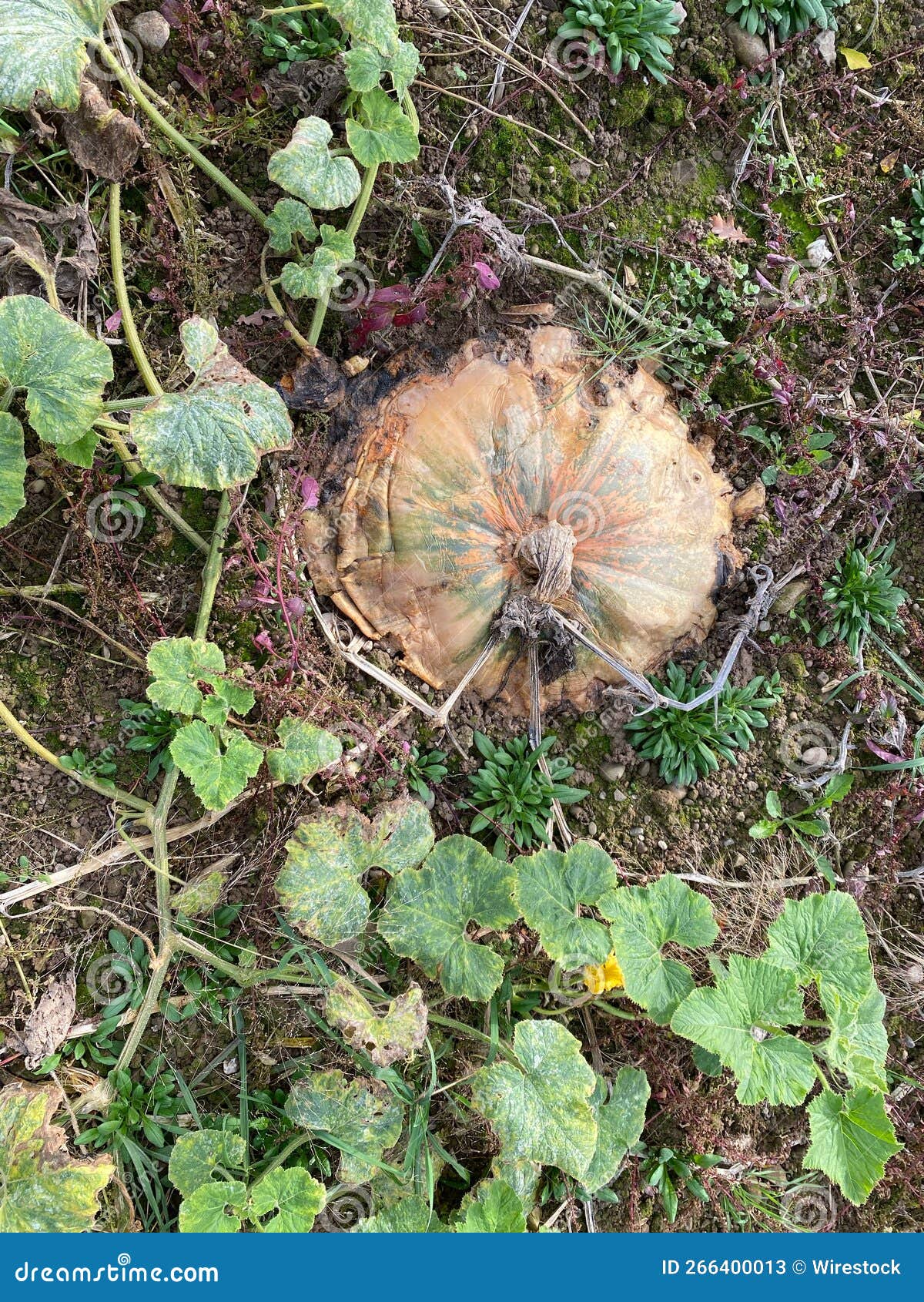 Image of a Giant Broken Pumpkin in the Ground. Stock Image - Image of ...