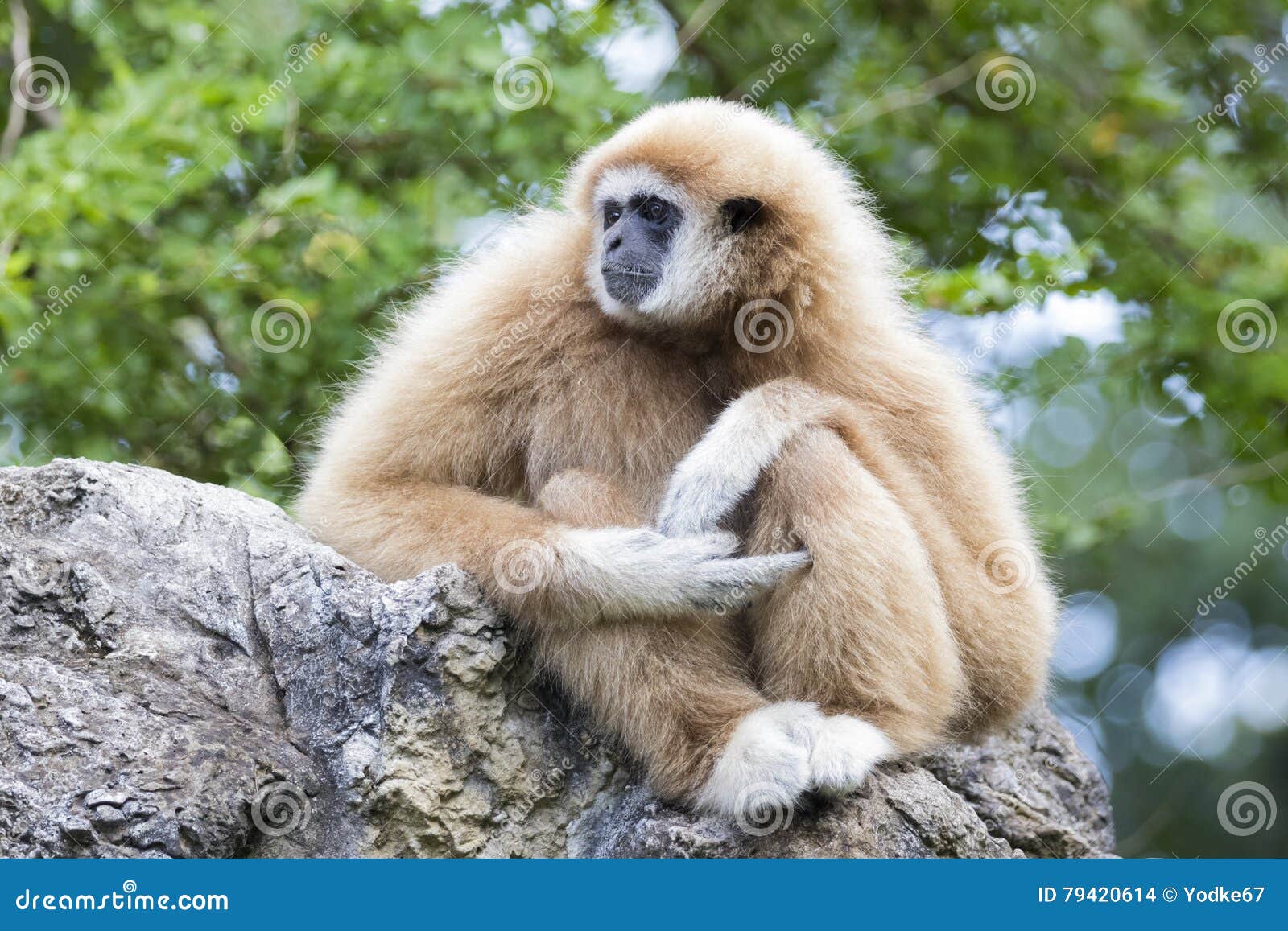Image of a gibbon. stock photo. Image of background, animal - 79420614