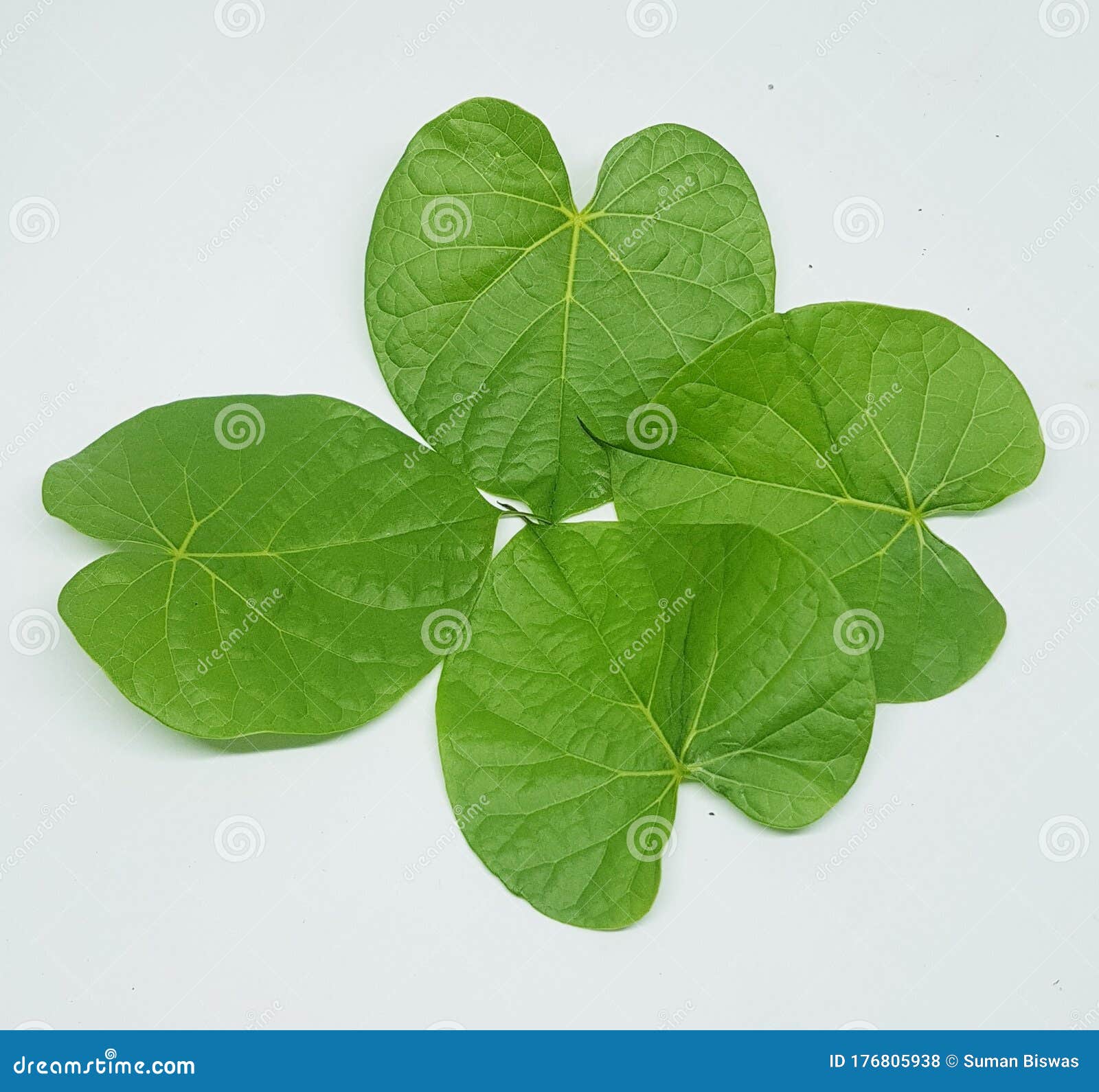 This is an Image of Giloy Leaves Stock Photo - Image of giloy ...