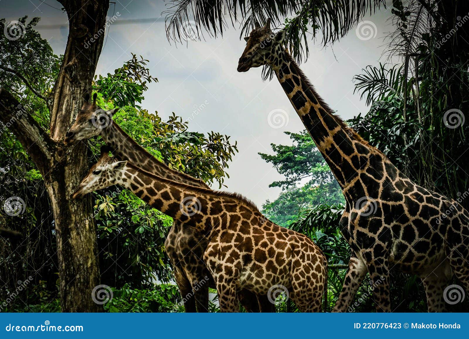 Image of Giraffe in Jungle Singapore Stock Image - Image of creature ...