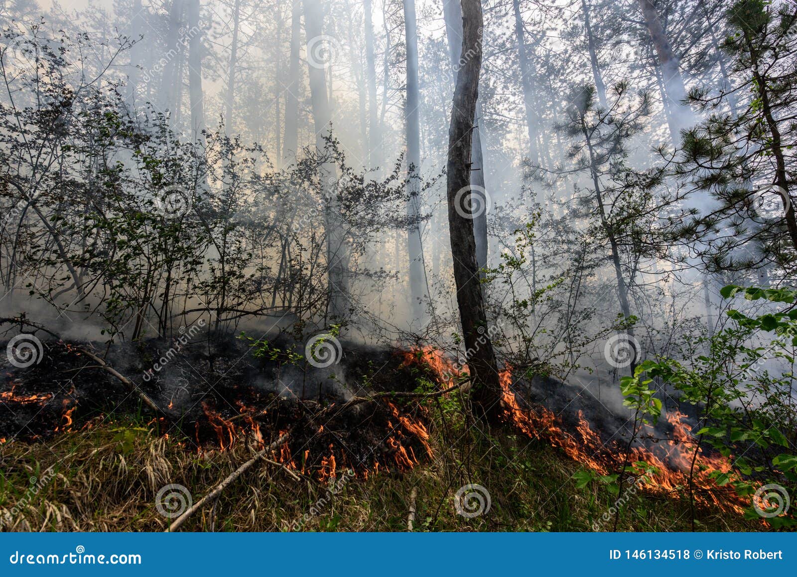 Close Up Photo of a Forest Fire in Progress. Stock Photo - Image of ...