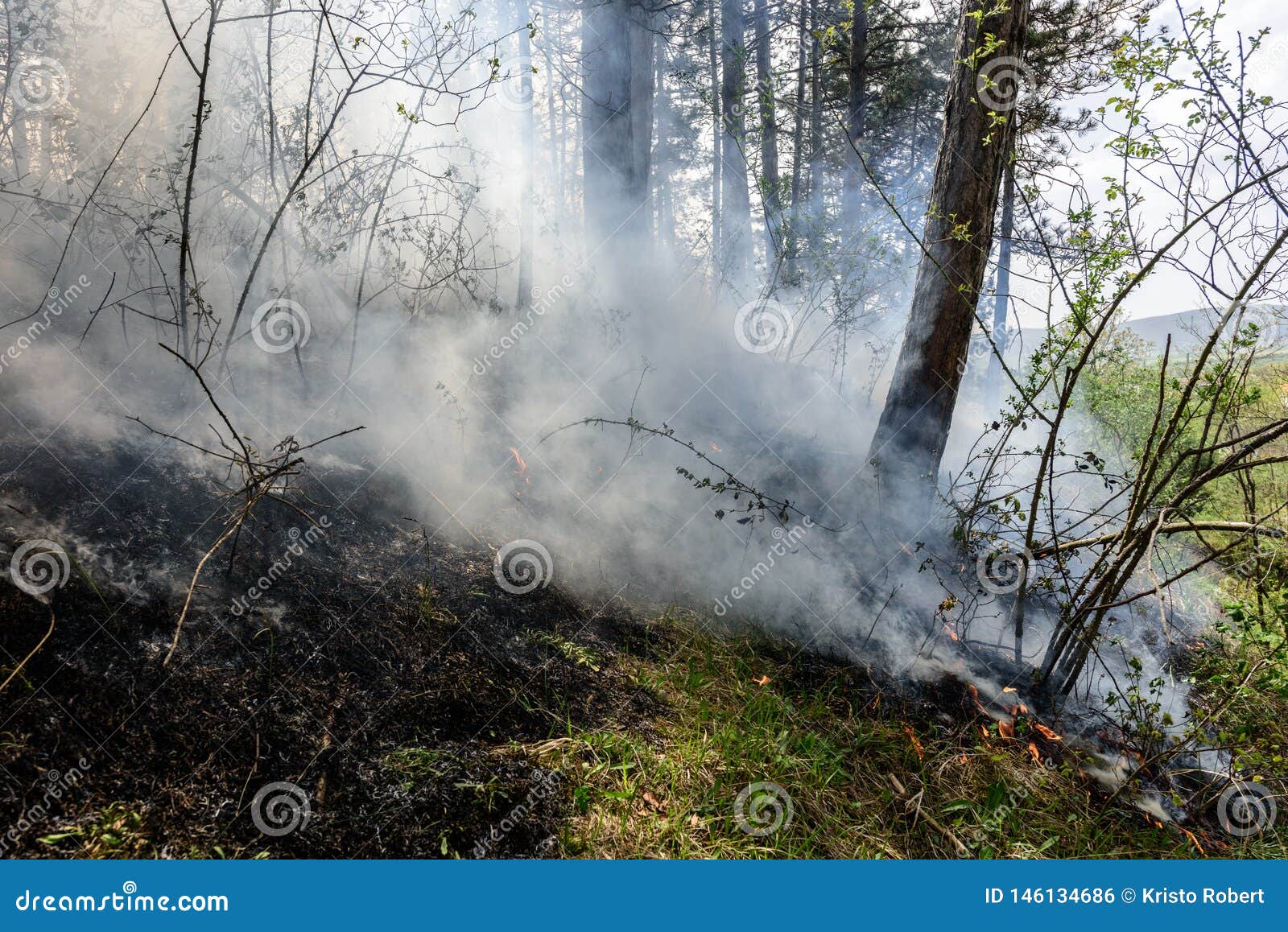 Close Up Photo of a Forest Fire in Progress. Stock Photo - Image of ...