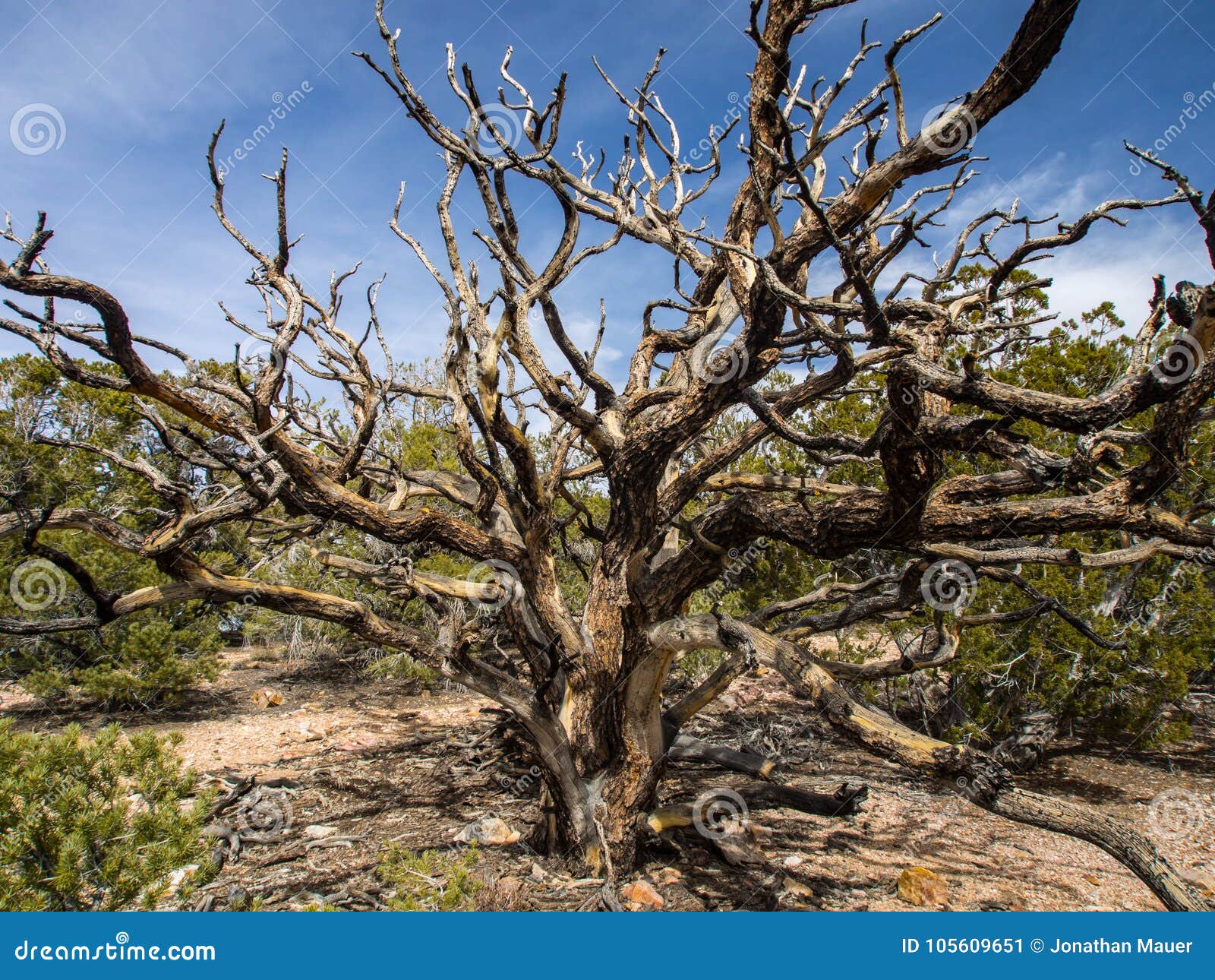 Gnarled Desert Tree, Close Up Stock Image - Image of bare, stretching ...