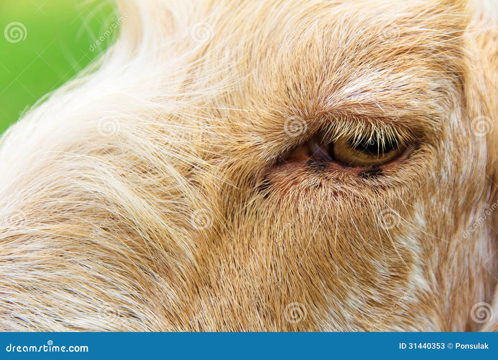 Image of goat face stock image. Image of outdoors, goat - 31440353