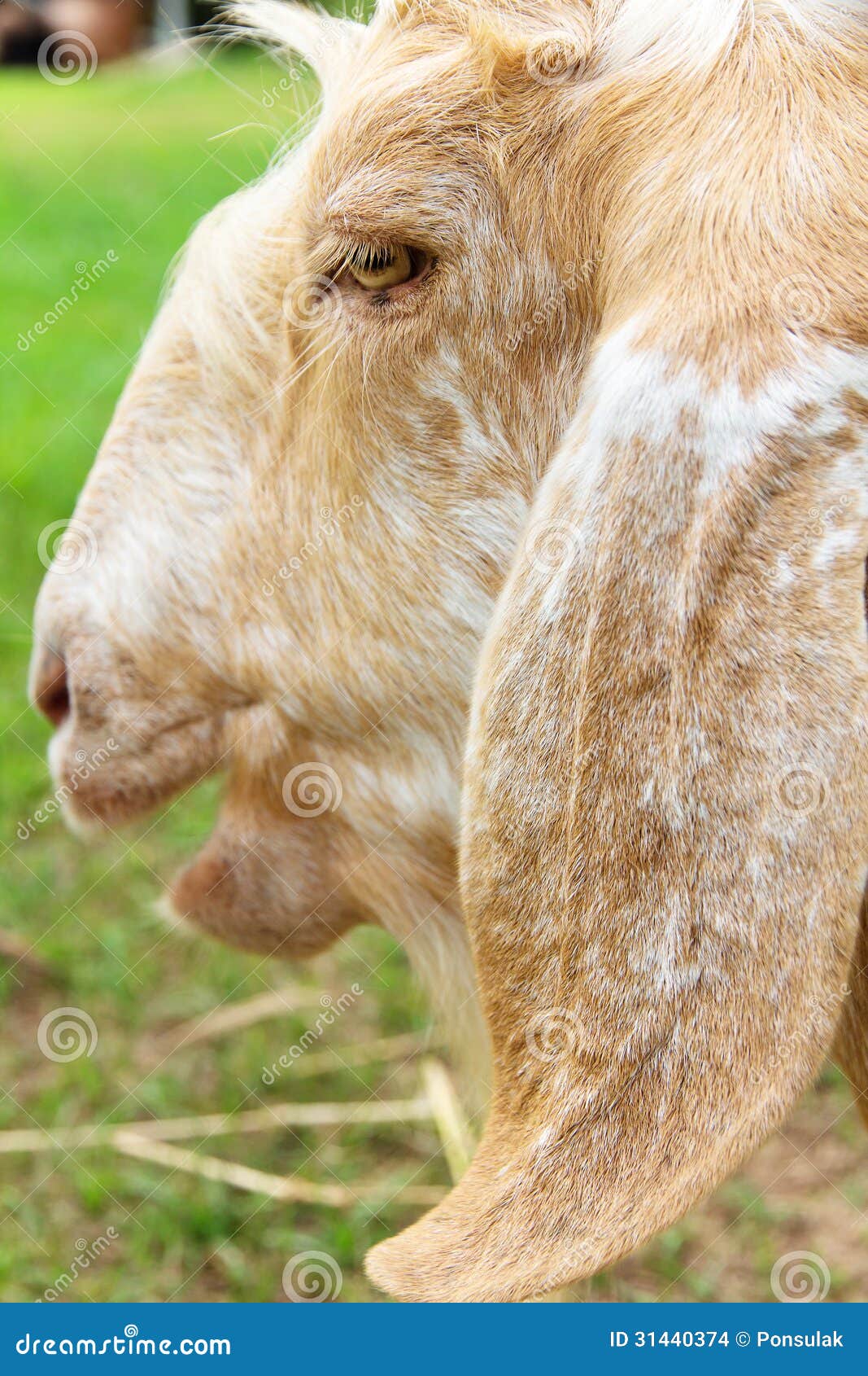 Image of goat face stock photo. Image of portrait, head - 31440374
