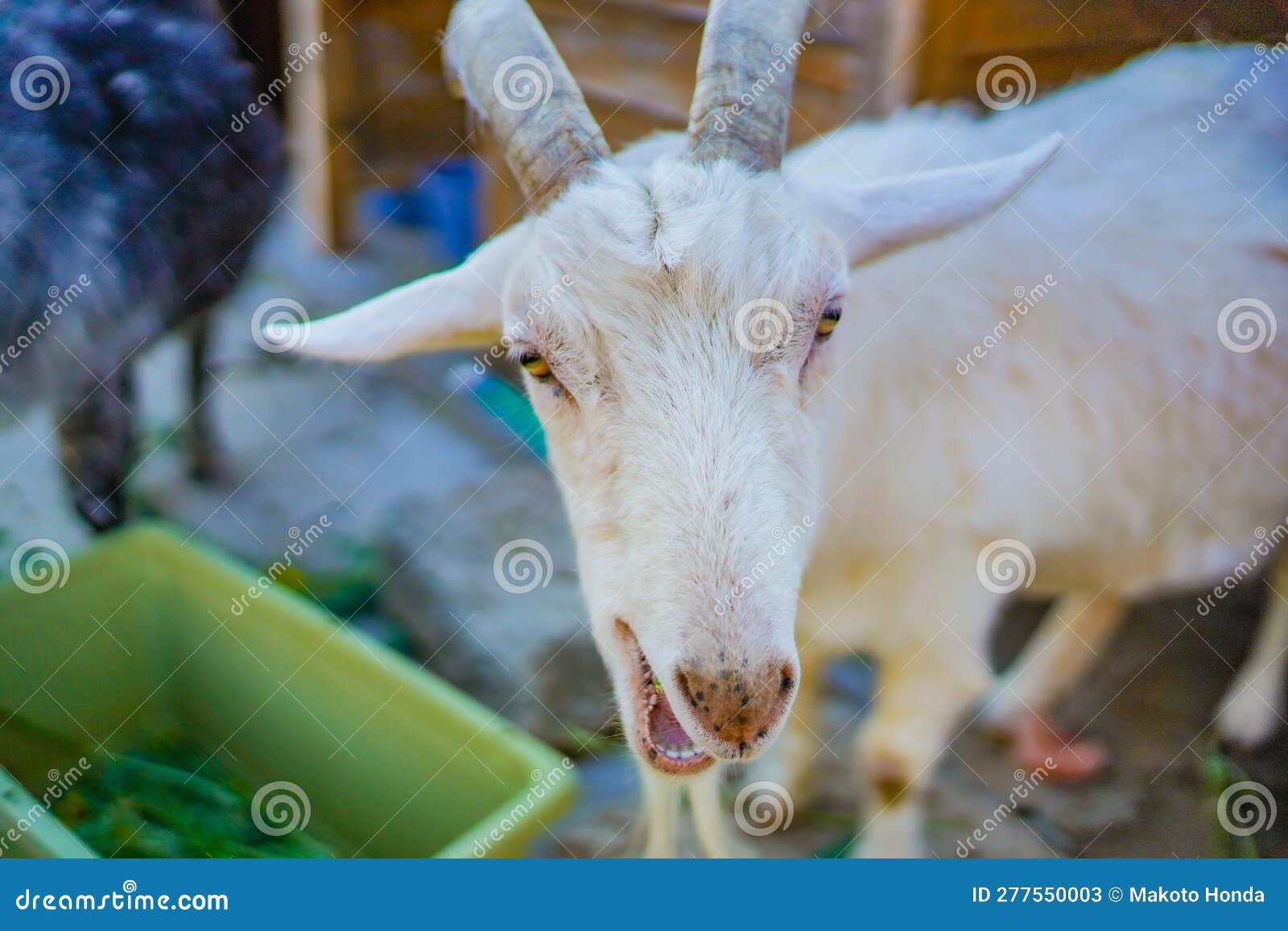 Image of goat stock image. Image of four, mammals, goats - 277550003