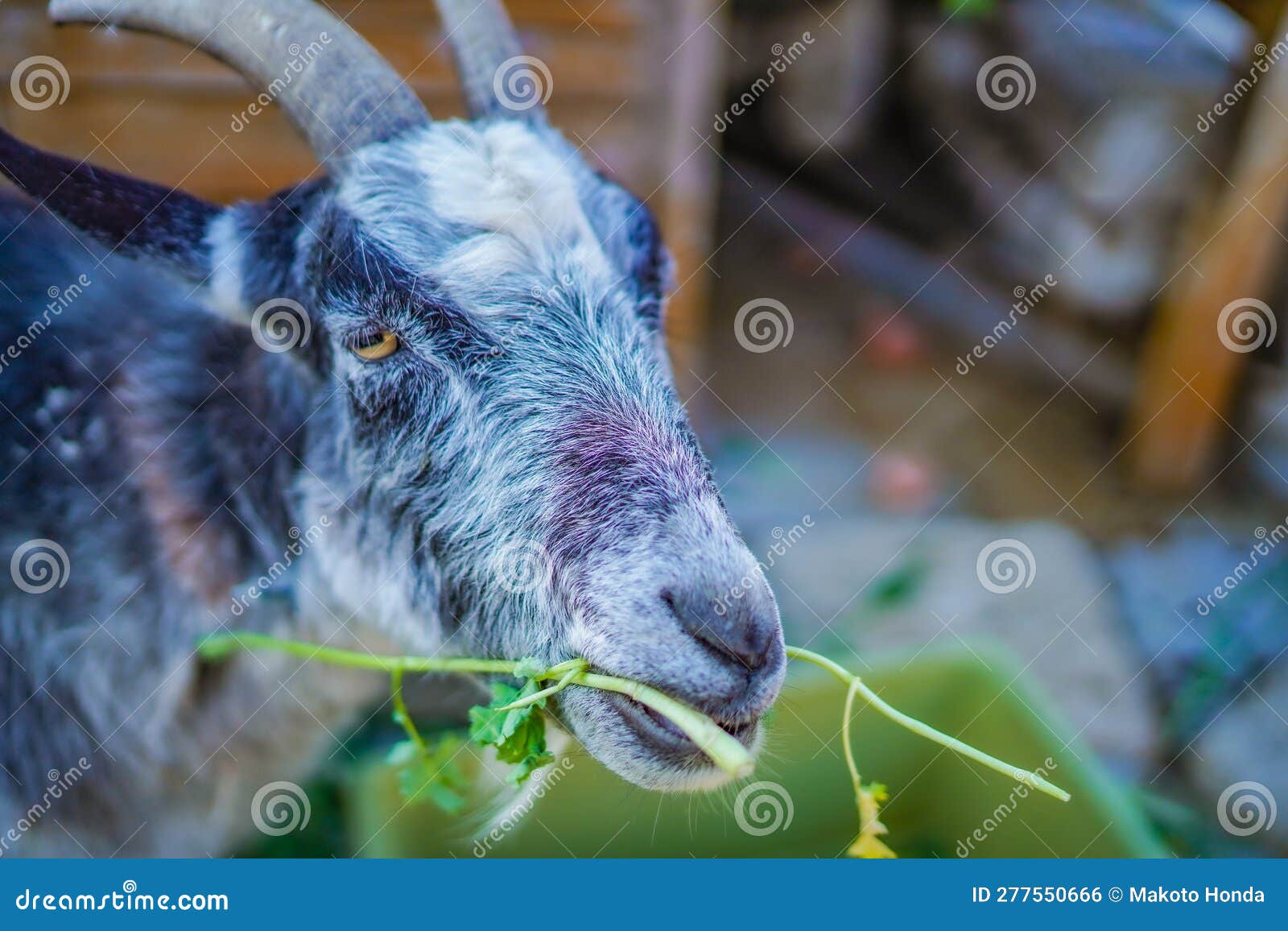 Image of goat stock photo. Image of walking, mammals - 277550666