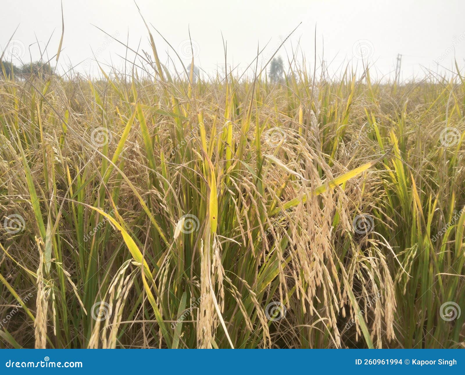 Image of Golden Colour Riped Rice Stock Photo - Image of riped, rice ...