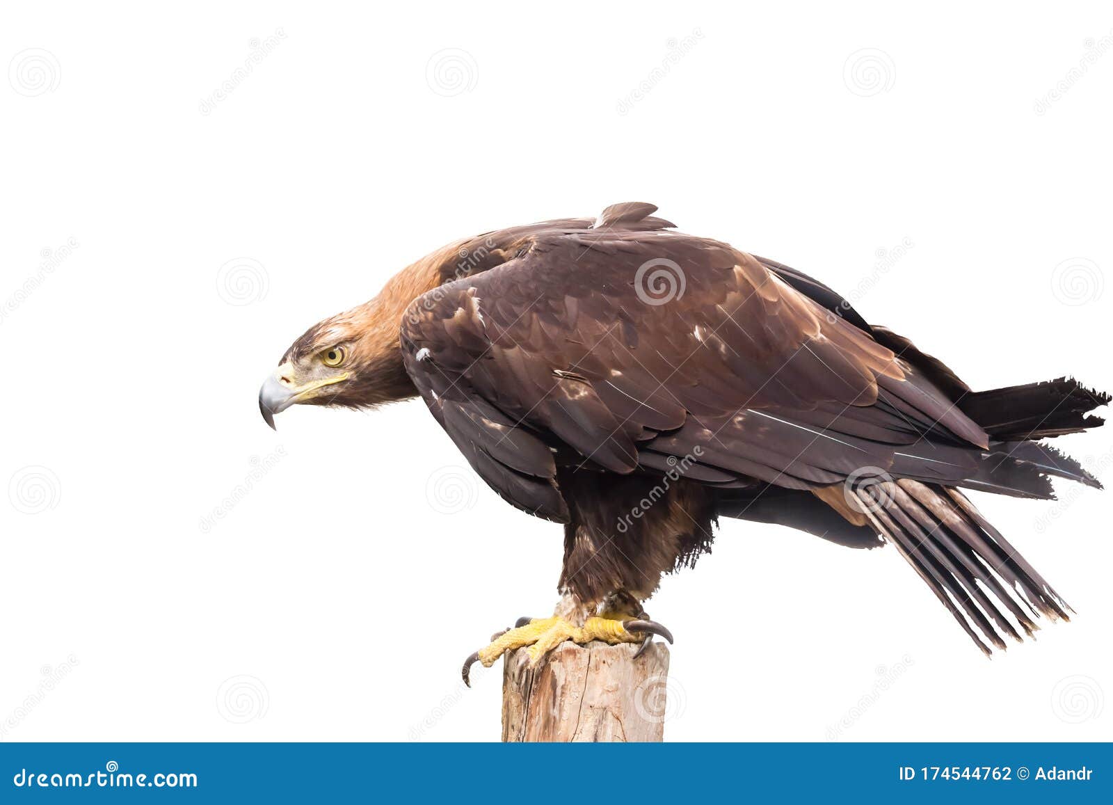 1,388 Eagle Side View Photos - Free & Royalty-Free Stock Photos from ...