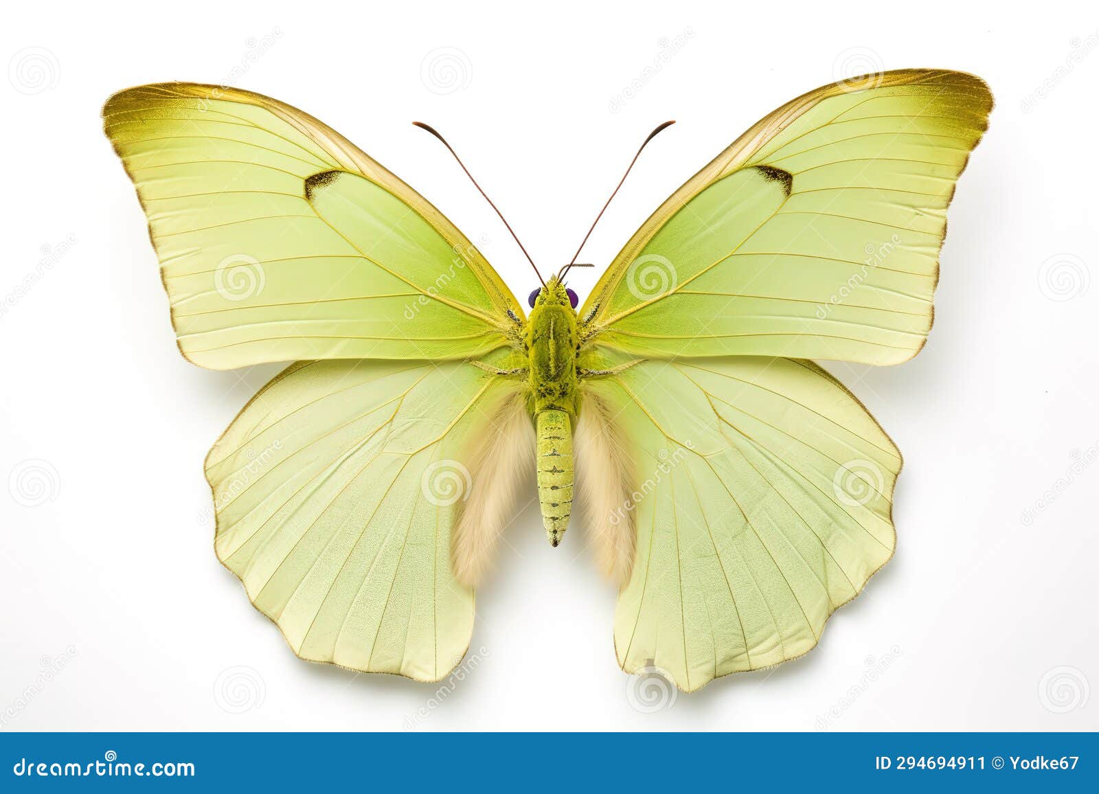 Gonepteryx Rhamni, Common Brimstone, Butterfly Front View, Hand Drawn ...