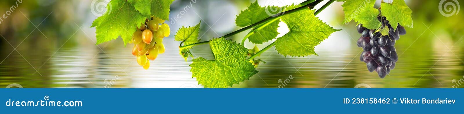 Image of Grapes Over Water in a Garden Close-up Stock Photo - Image of ...