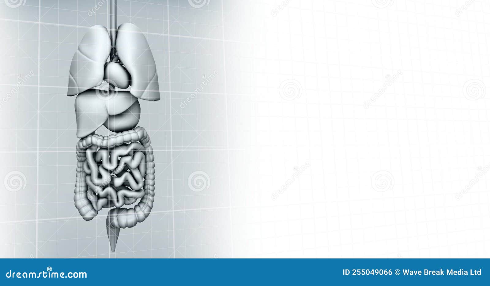 Image of Graph Over Human Organs Model Stock Illustration ...