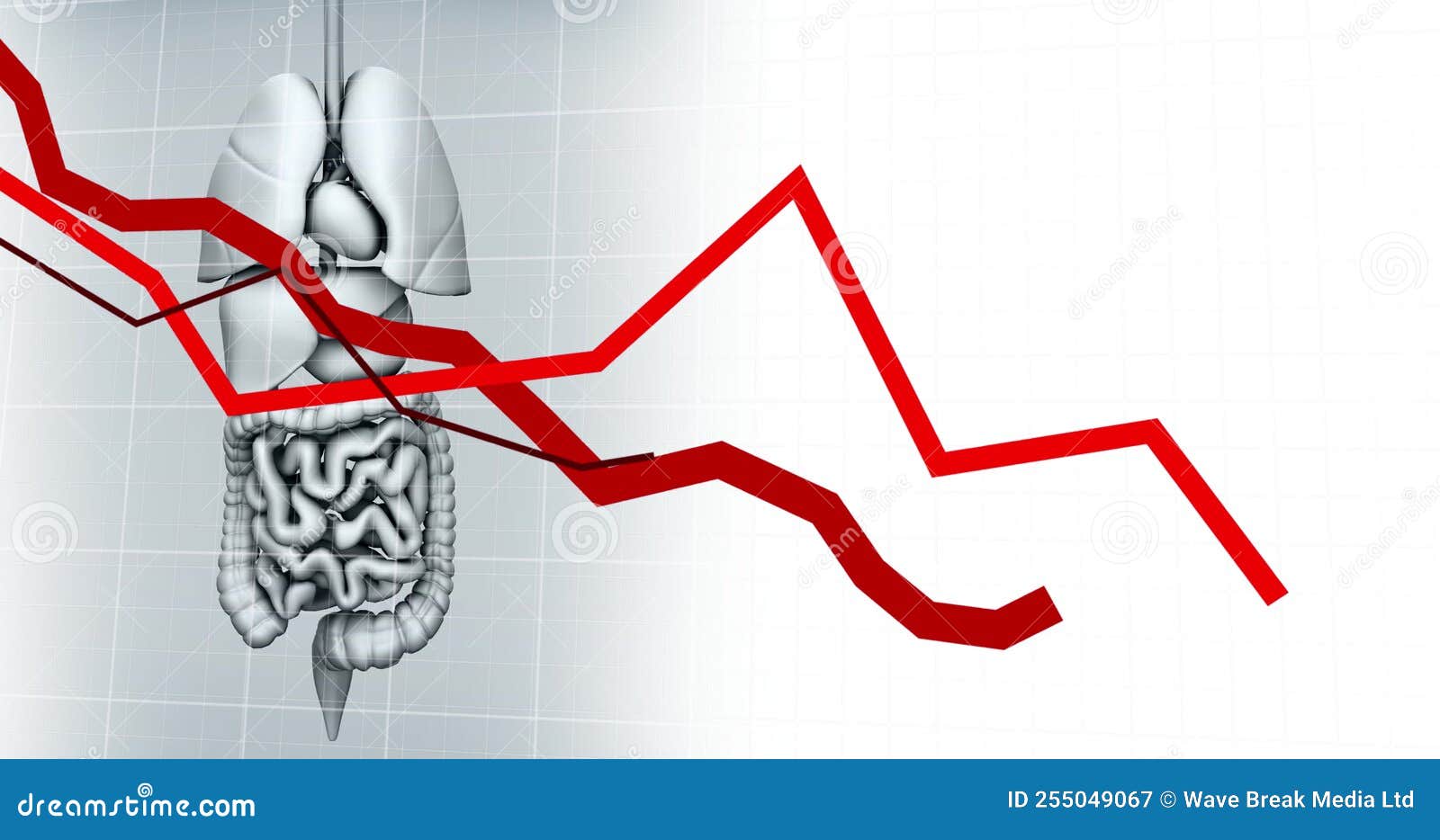 Image of Graph Over Human Organs Model Stock Illustration ...