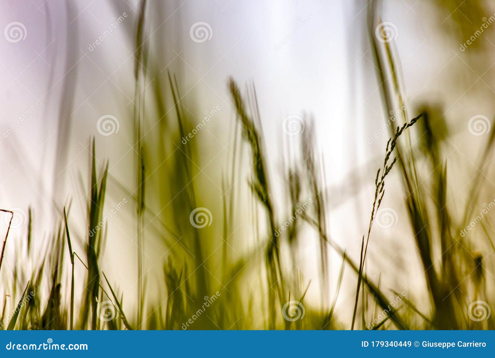 Image of Grass Seen from Below Goes To Create a Beautiful Abstract ...