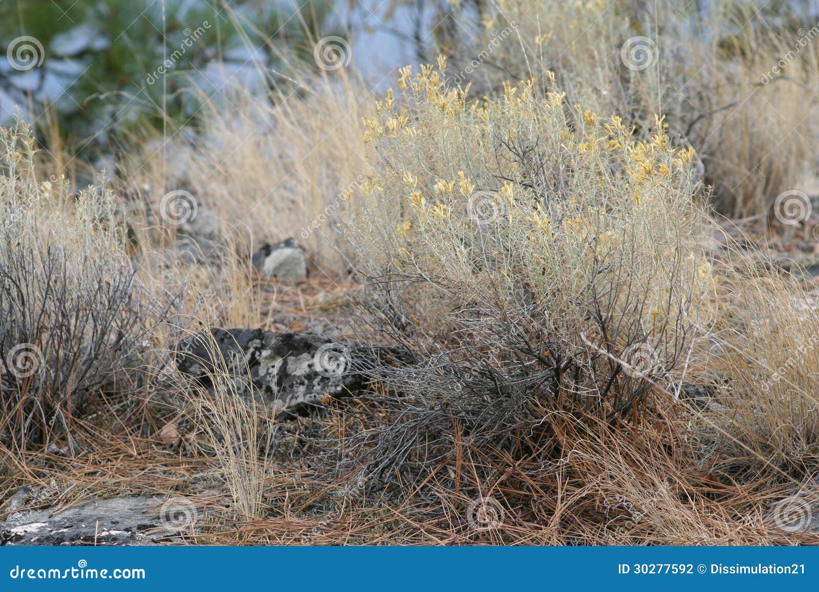 126 Rabbit Ecosystem Stock Photos - Free & Royalty-Free Stock Photos ...